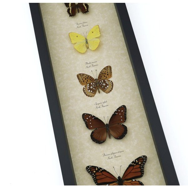 Monarch Butterflies We offer a large variety - of framed Monarch
