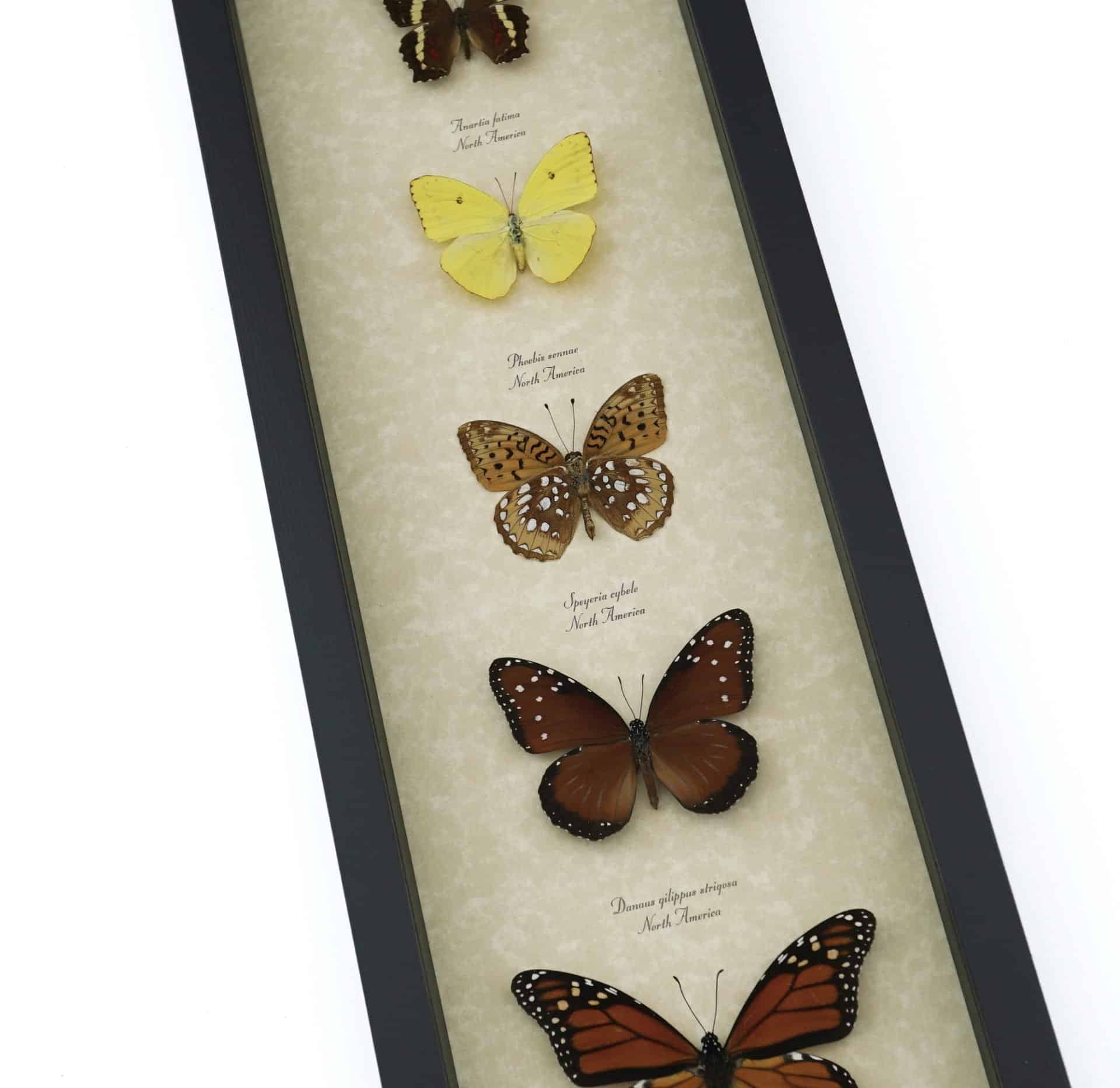 North American Butterfly Collection - Framed Butterflies Taxidermy