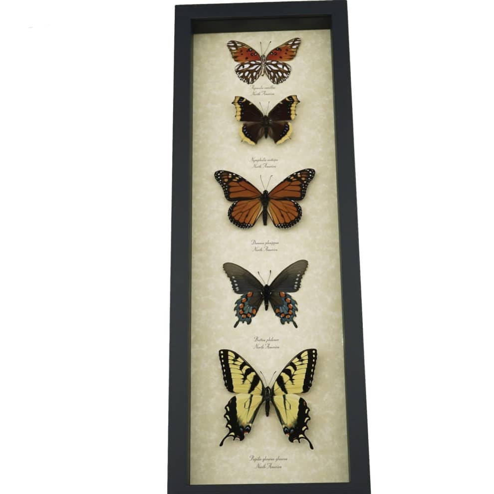 North American Butterfly Collection - real framed butterflies