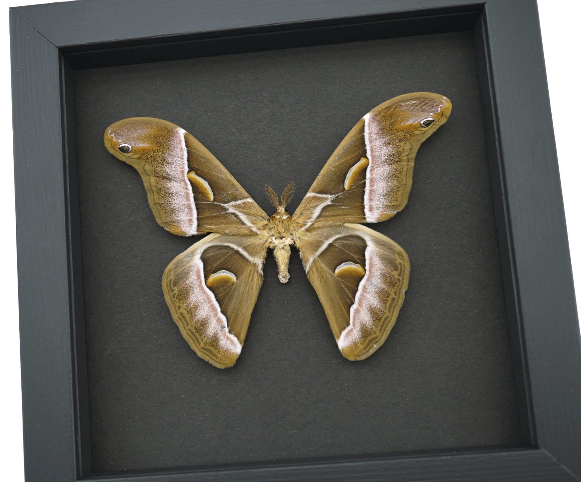 Samia luzonica Male Moth Pink Silk Moth - Framed Taxidermy