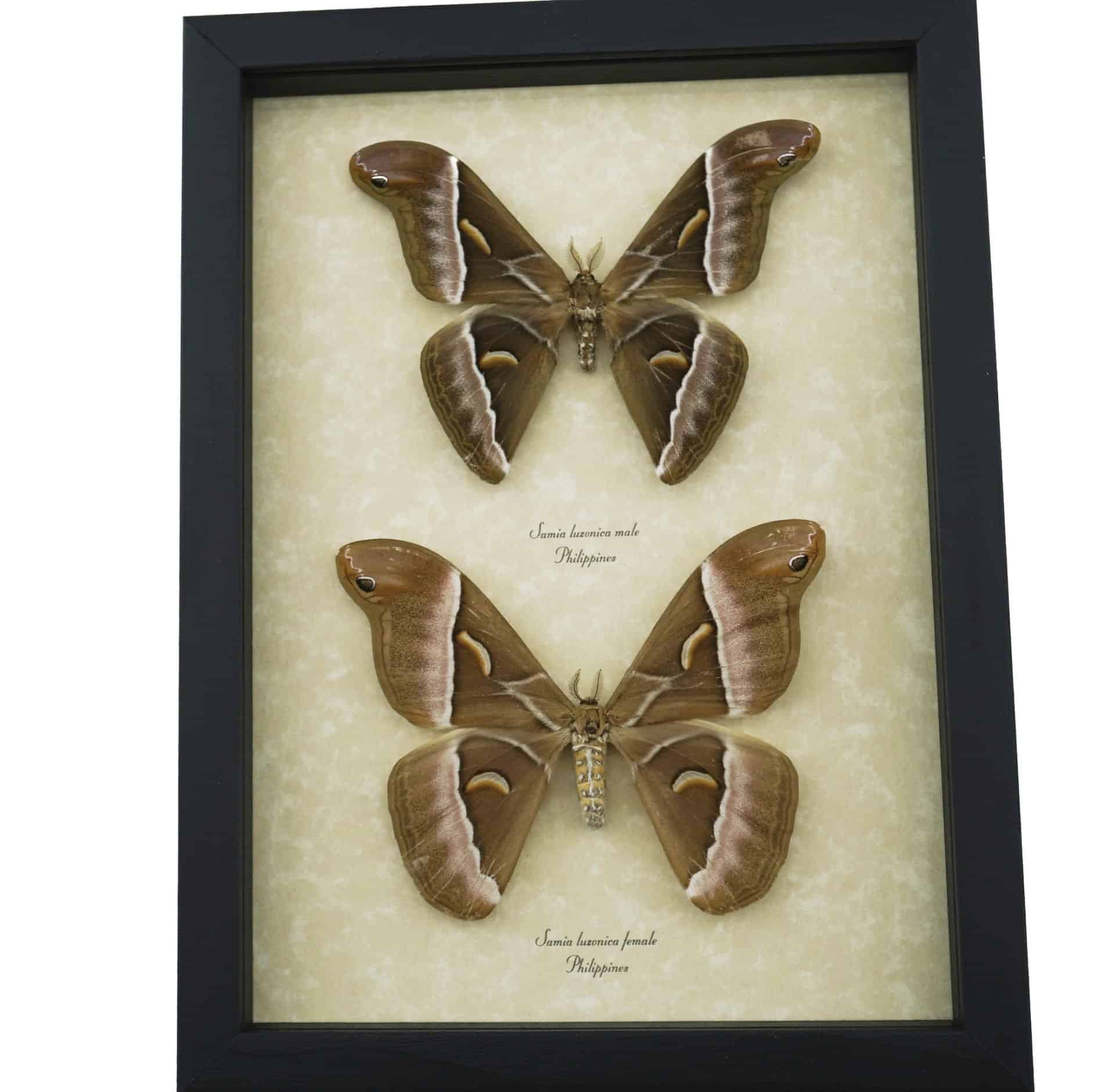 Samia luzonica Pair Moth - Giant Silk Moths Framed Taxidermy
