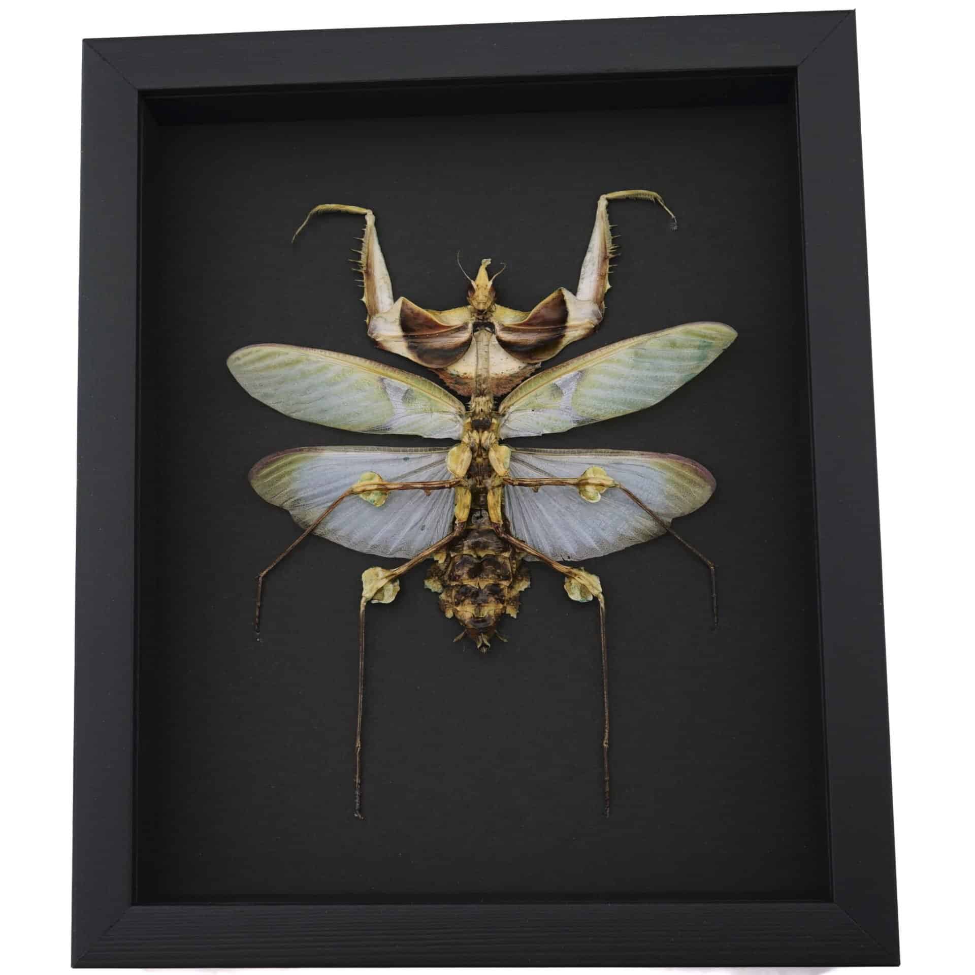 Framed Insects We offer a variety of Framed Insects