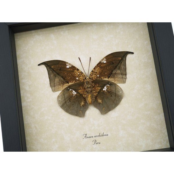 6.5 inch x 6.5 inch Framed Insect Displays - Shop By Size Butterflies
