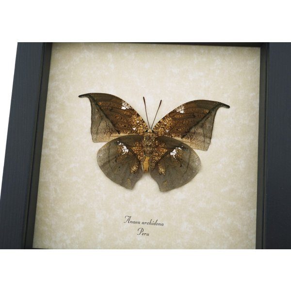 6.5 inch x 6.5 inch Framed Insect Displays - Shop By Size Butterflies
