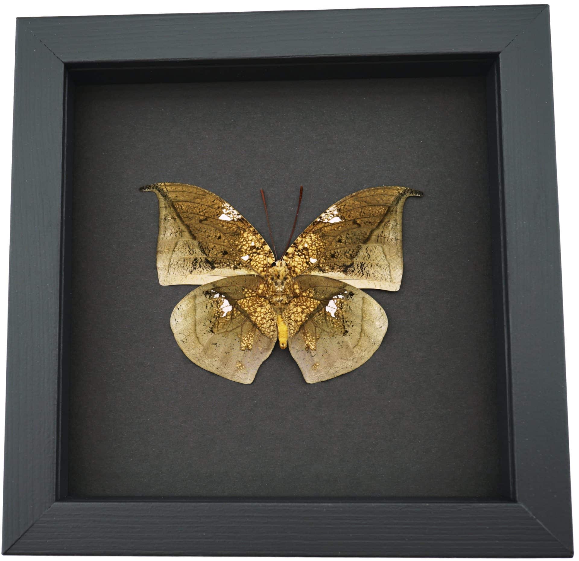 Anaea archidona verso Butterfly Dead Leaf Mimic - Framed