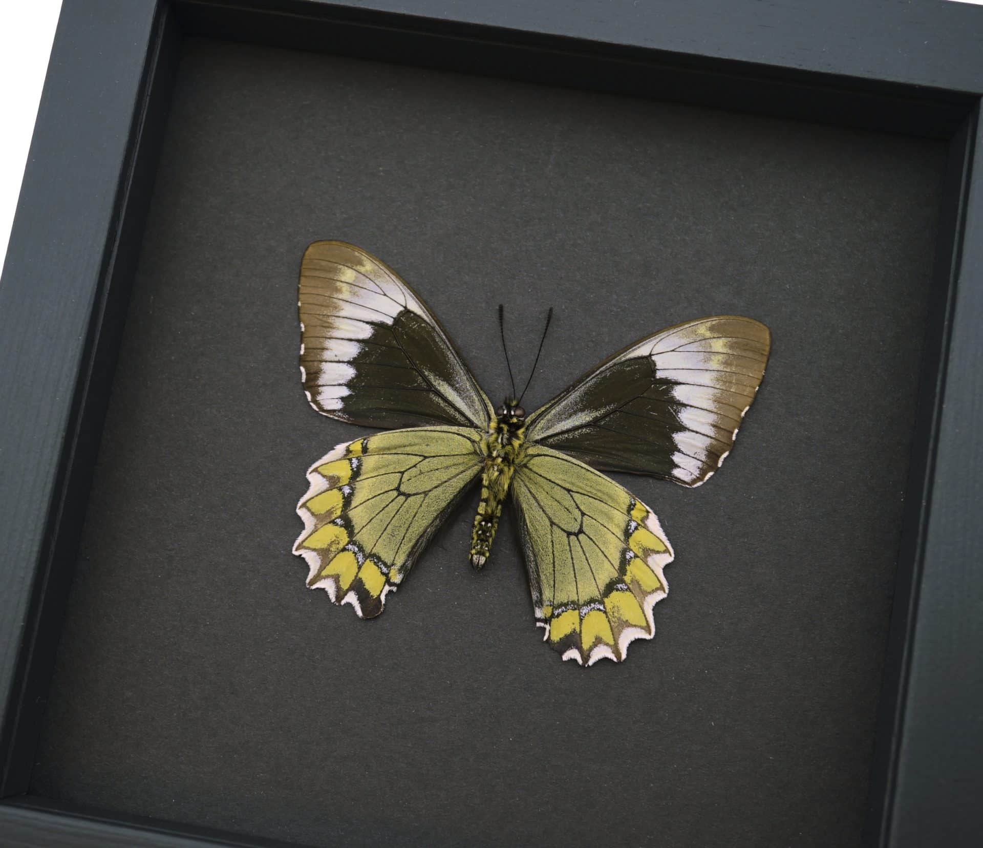 Battus Madyes Chlorodamas Verso - Framed Taxidermy Display