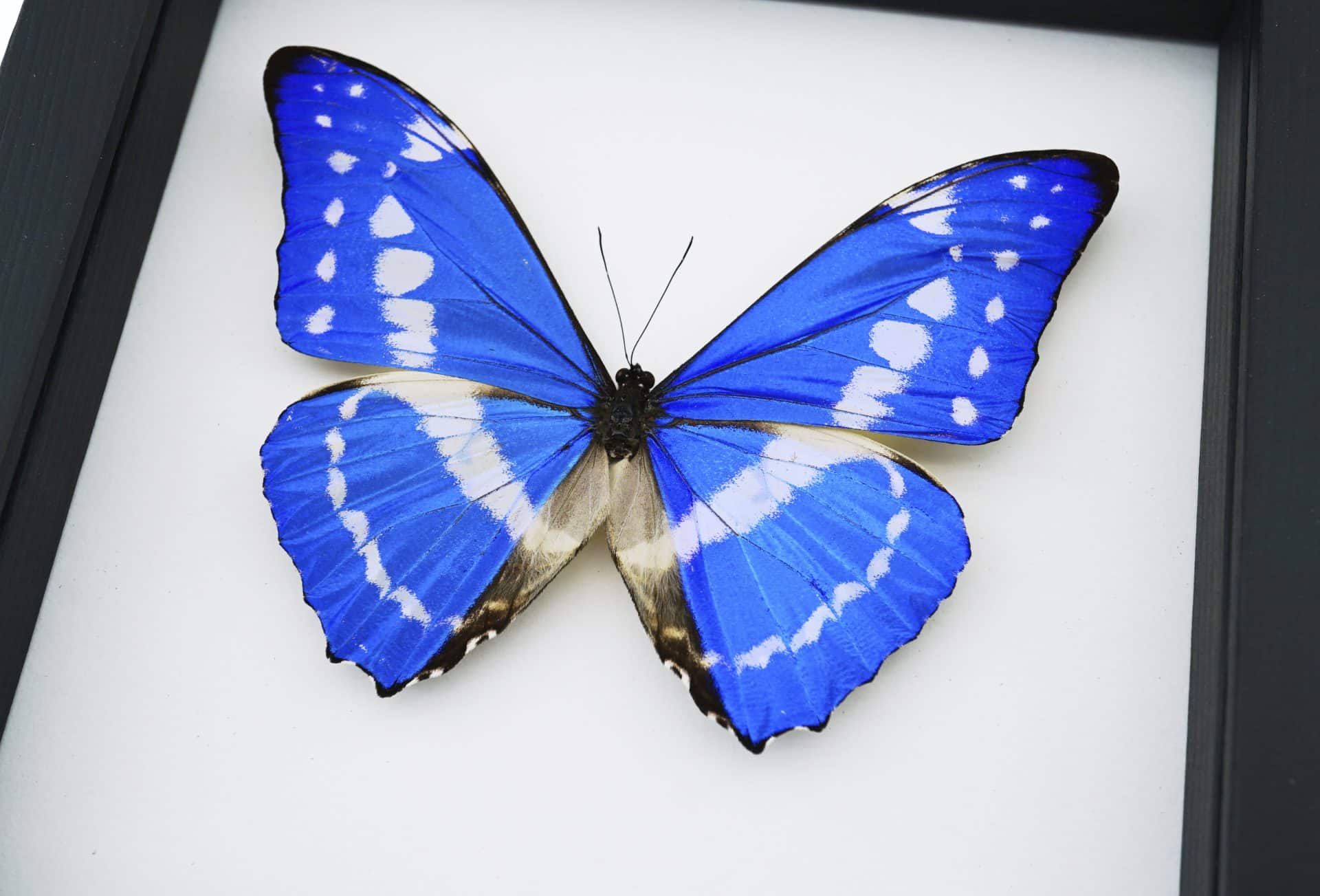 Morpho cypris Blue Morpho - Framed Butterfly Taxidermy