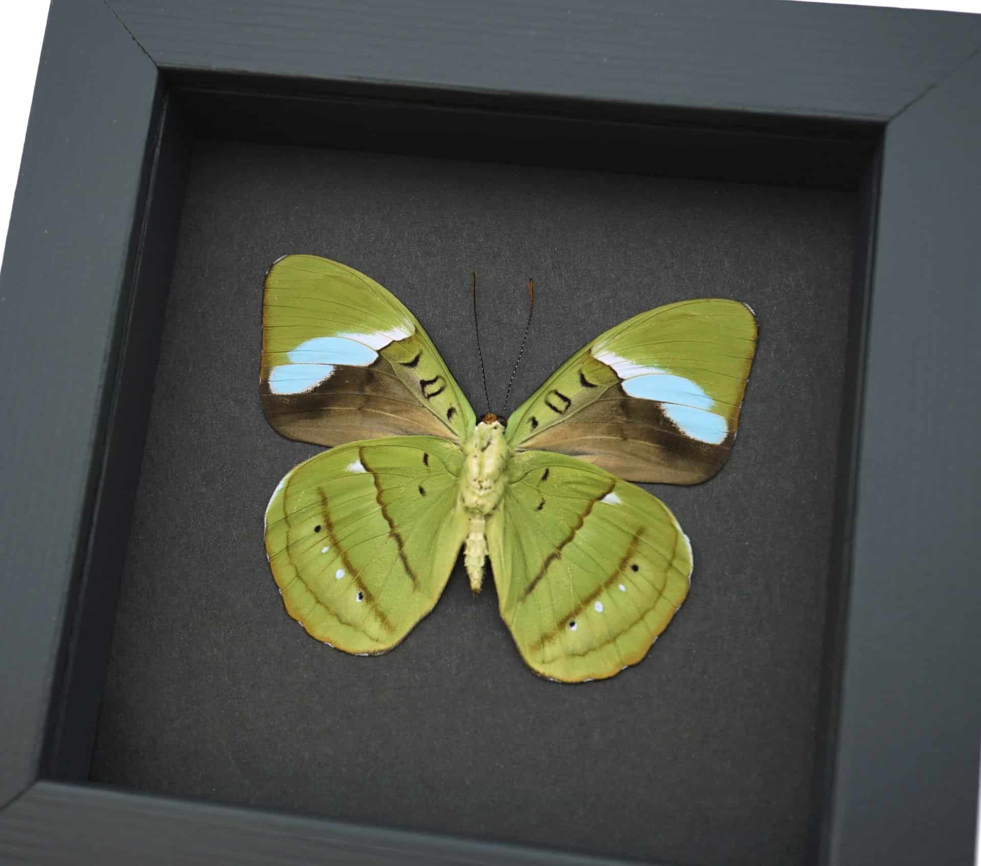 Nessaea hewitsoni Hewitson's Olivewing - Green Leaf Mimic