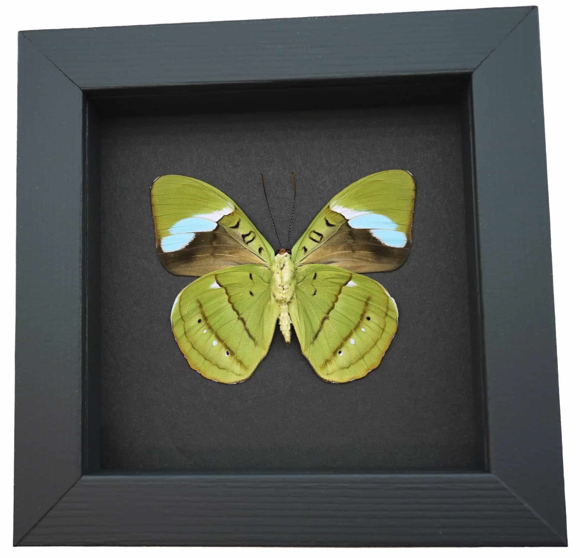 Nessaea hewitsoni Hewitson's Olivewing - Green Leaf Mimic