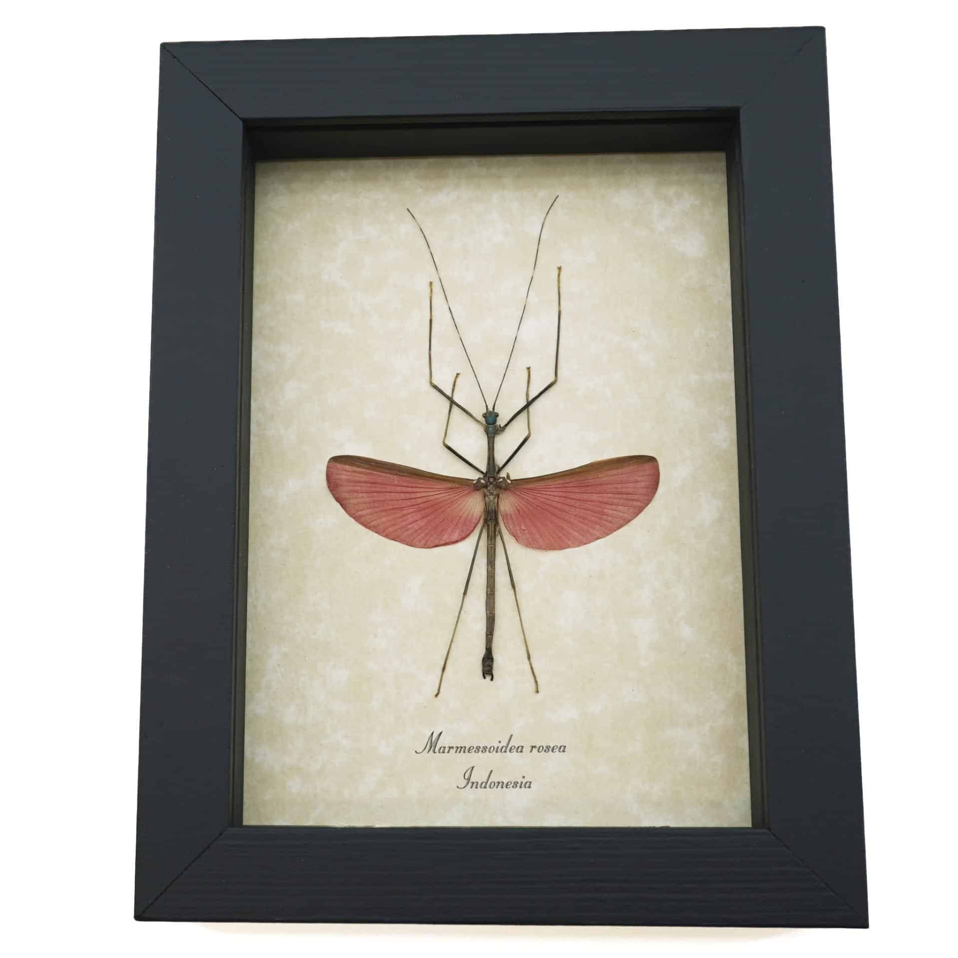 Pink Winged Stick Insect Marmessoidea Rosea - Framed Taxidermy
