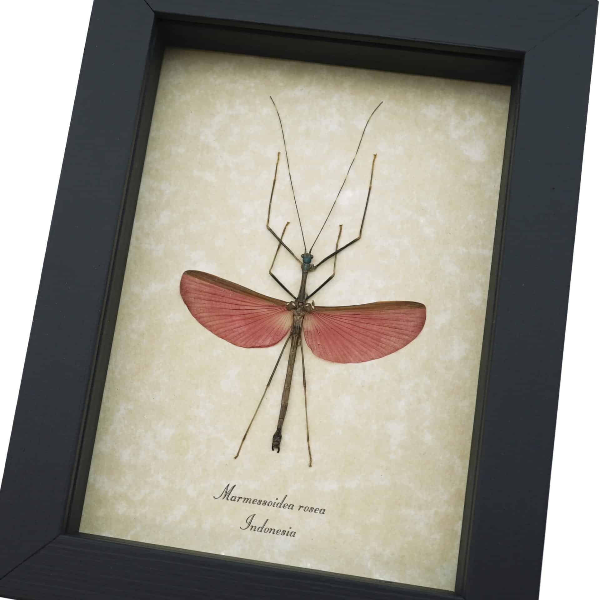 Pink Winged Stick Insect Marmessoidea Rosea - Framed Taxidermy