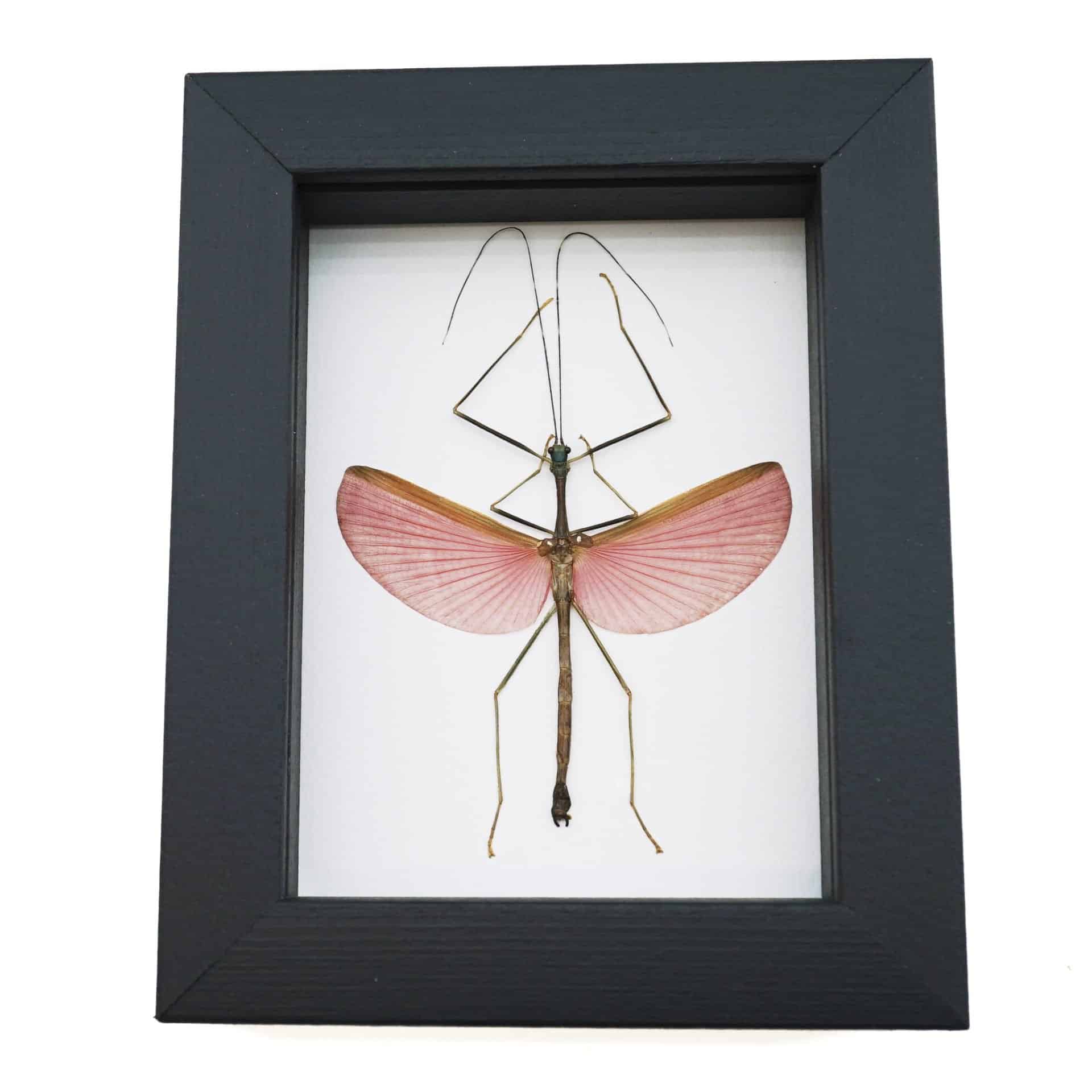 Pink Winged Stick Insect - Marmessoidea Rosea Small