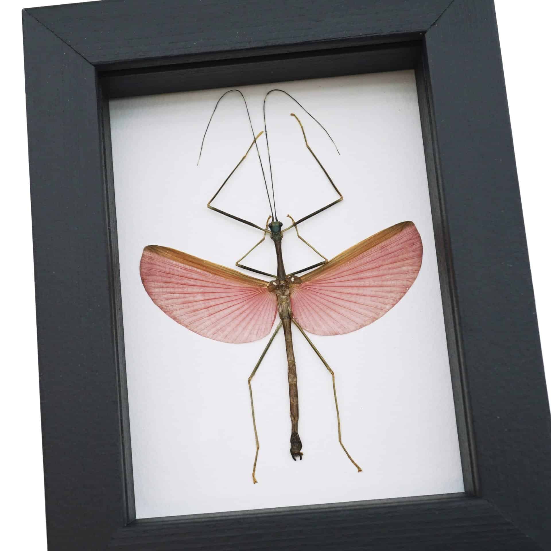 Pink Winged Stick Insect - Marmessoidea Rosea Small