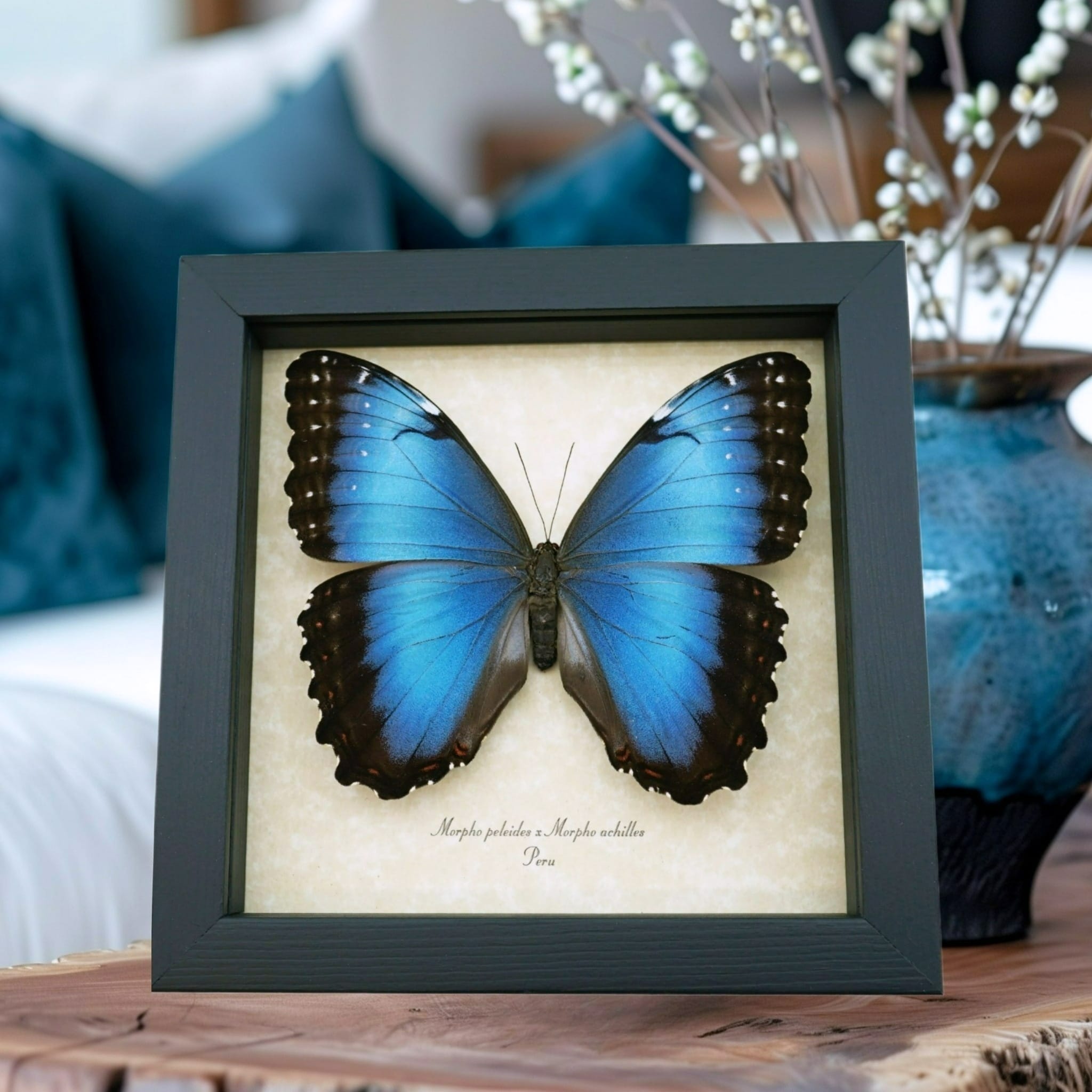 Rare Hybrid Blue Morpho Butterfly - Morpho peleides Morpho