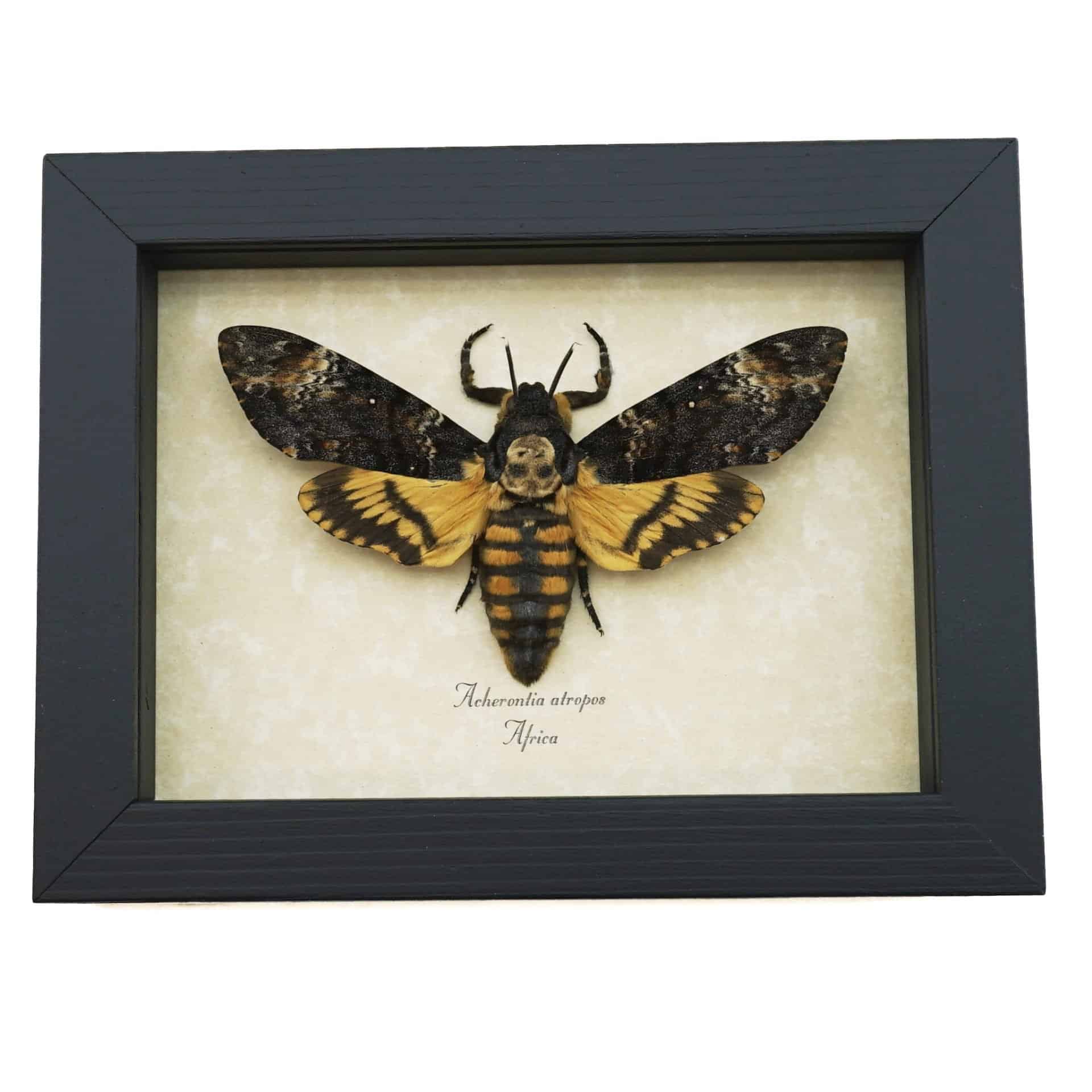 Death Head Moth Acherontia atropos Female - real framed taxidermy