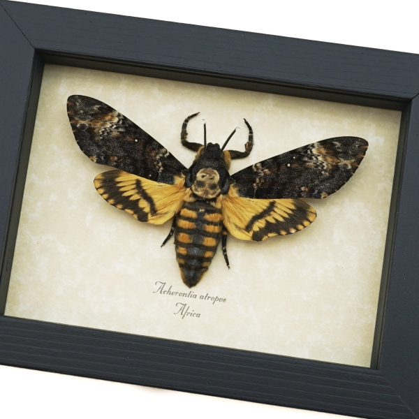 Death Head Moth Acherontia atropos Female - real framed taxidermy
