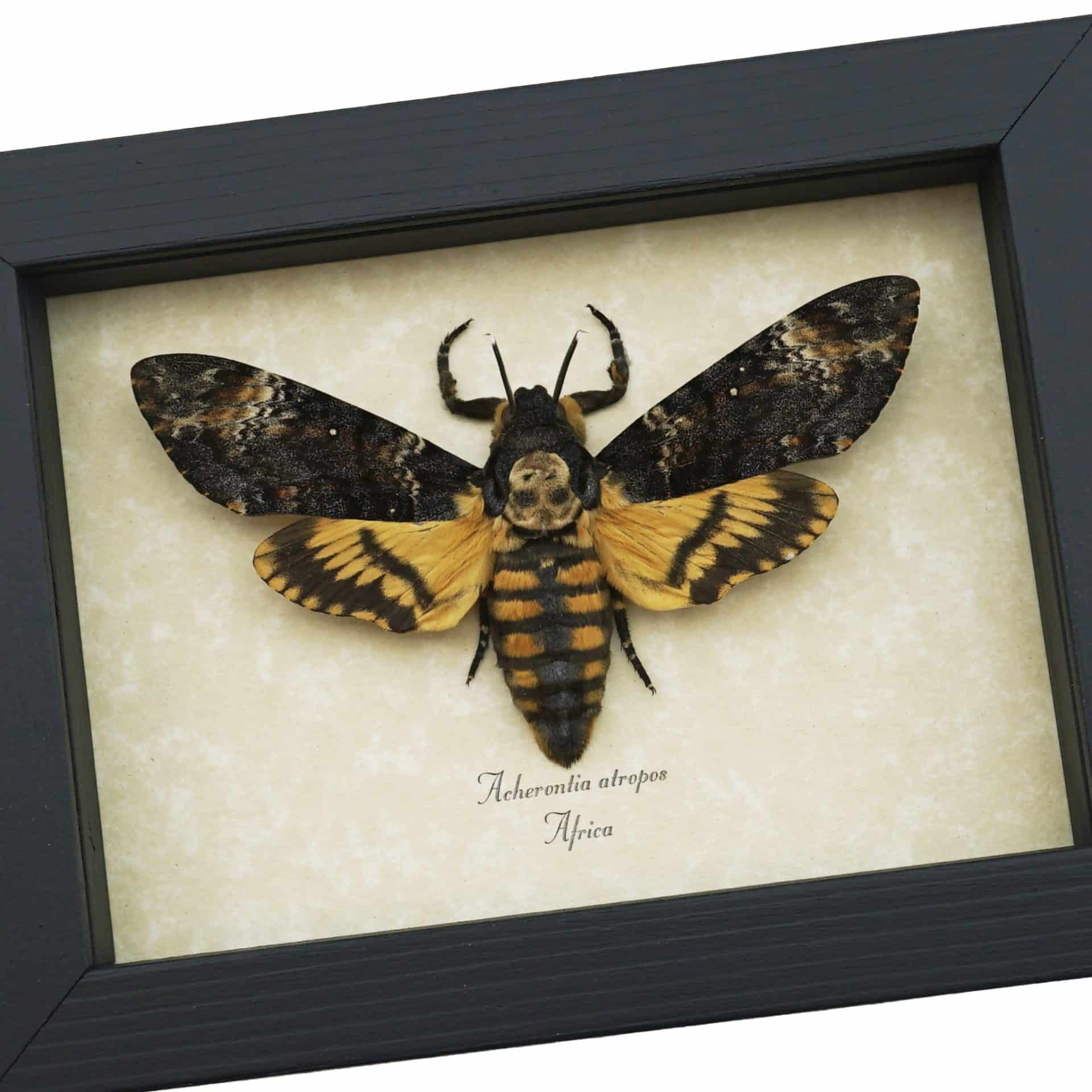 Death Head Moth Acherontia atropos Female - real framed taxidermy