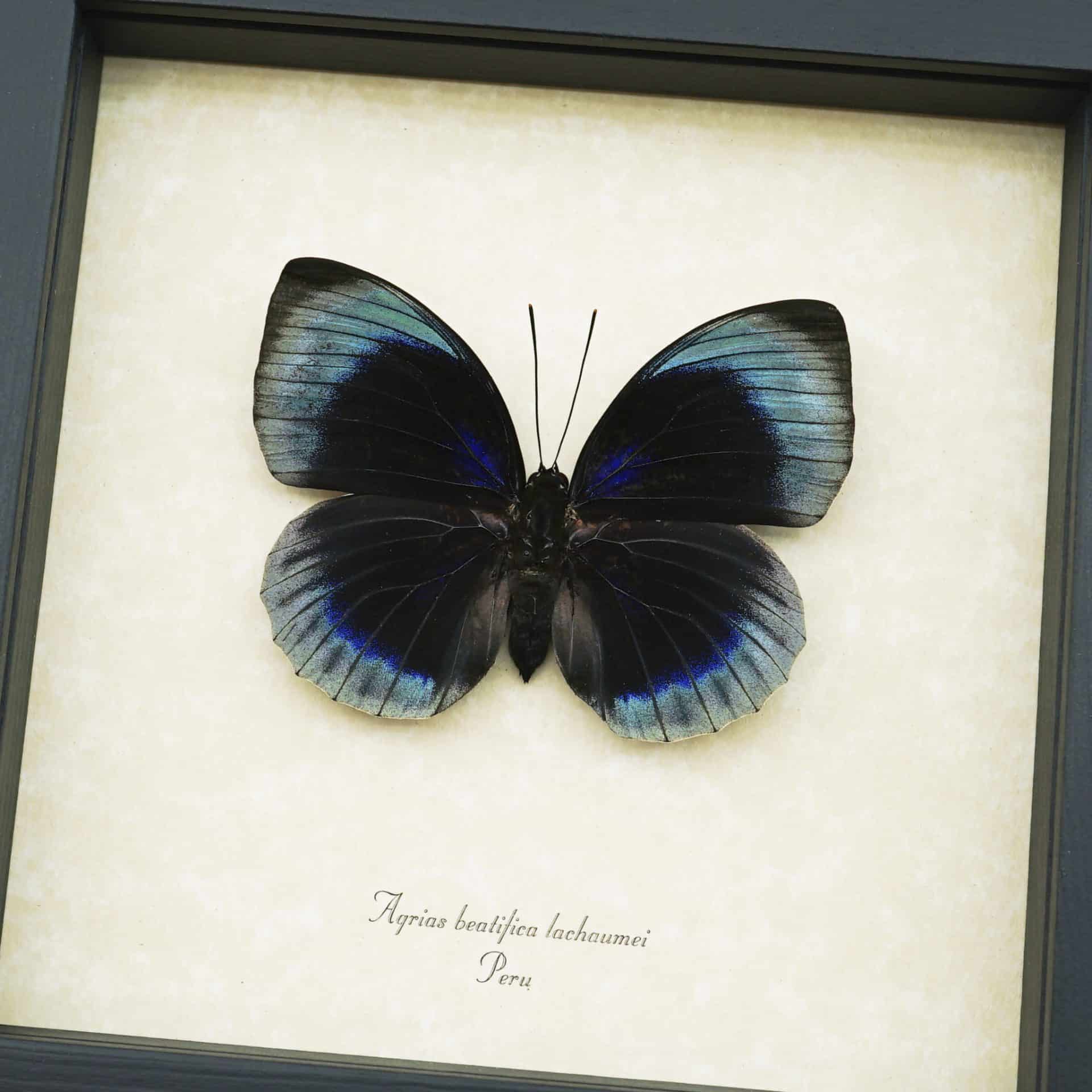 Rare Blue Butterfly Agrias beatifica lachaumei