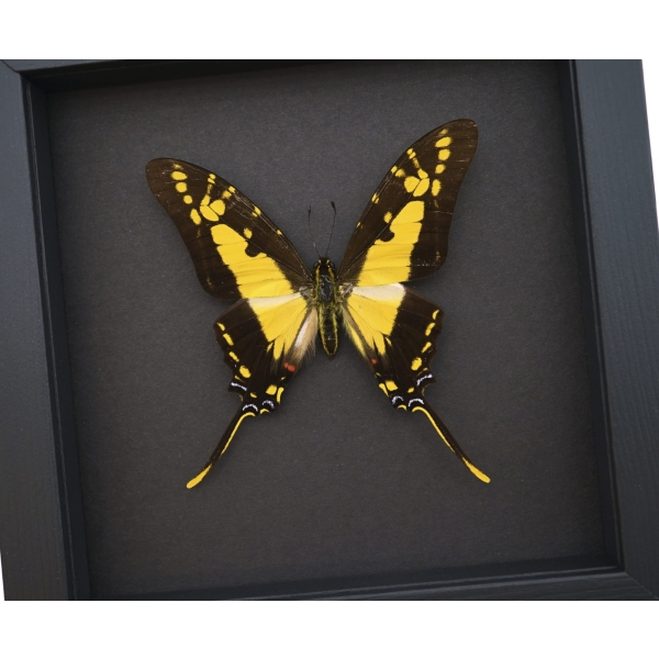 Framed Butterfly Eurytides thyastes - Yellow Swordtail Swallowtail