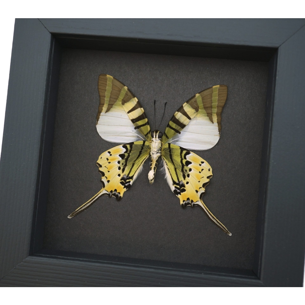 Five bar Swordtail Graphium antiphates - Framed Butterfly