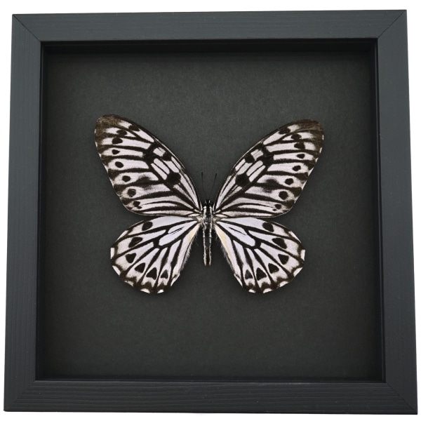 Graphium idaeoides Female Butterfly - 4 1/2"+ Wingspan Large