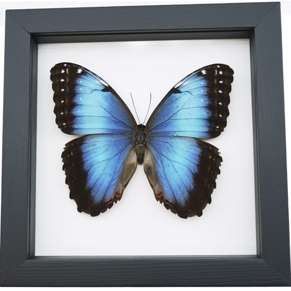 Rare Hybrid Blue Morpho Butterfly Morpho peleides