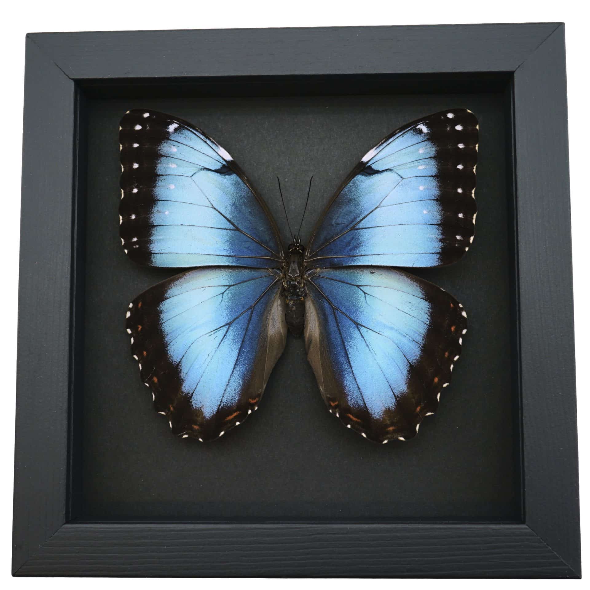 Rare Blue Morpho Butterfly Female - Real Framed Taxidermy