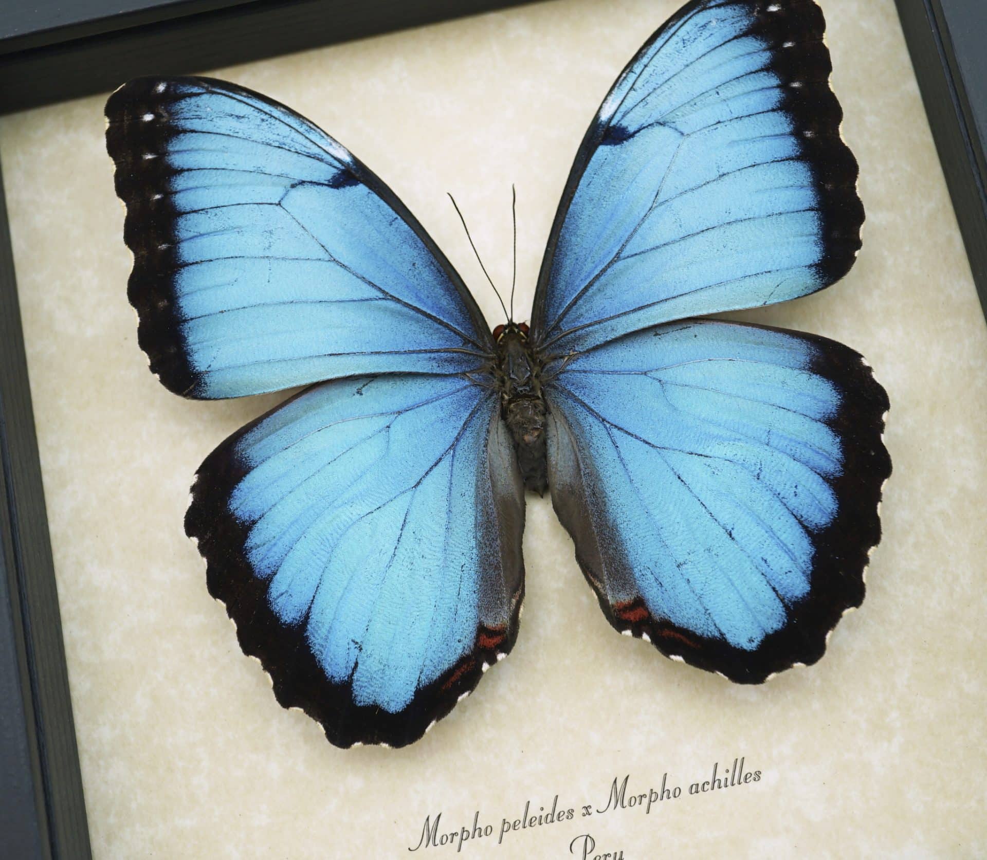 Rare Hybrid Blue Morpho Butterfly - Morpho peleides Morpho