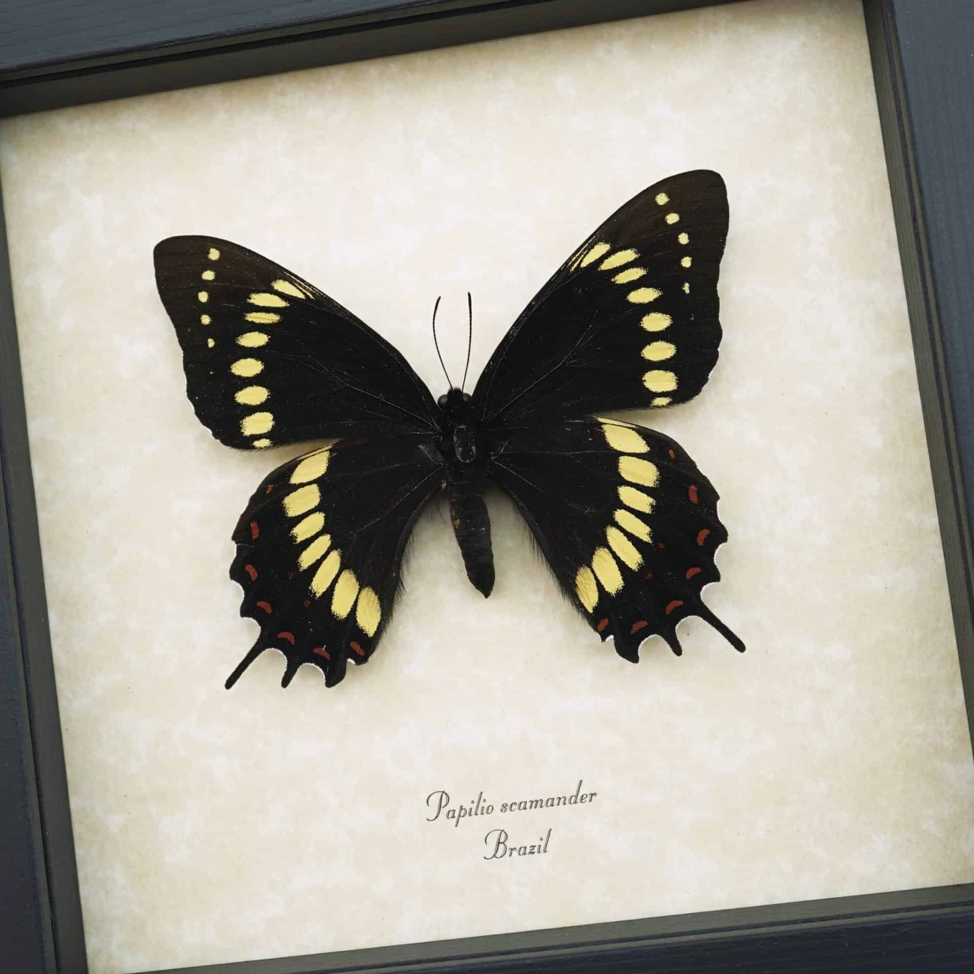 Papilio scamander Female Butterfly - Real Framed Swallowtail