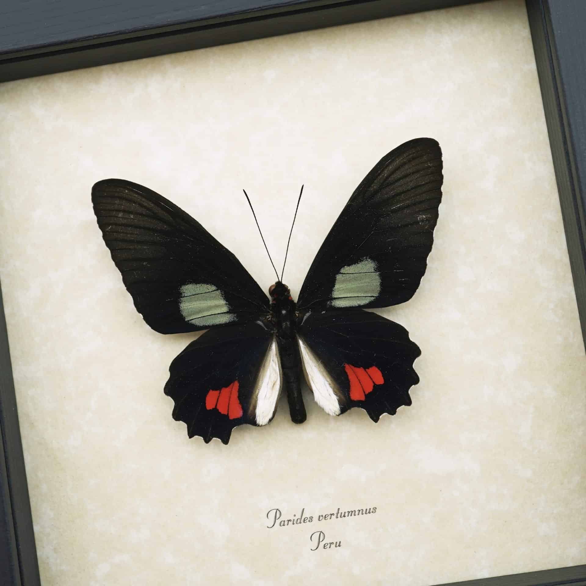 Parides vertumnus Red Black Butterfly - Framed Taxidermy Display