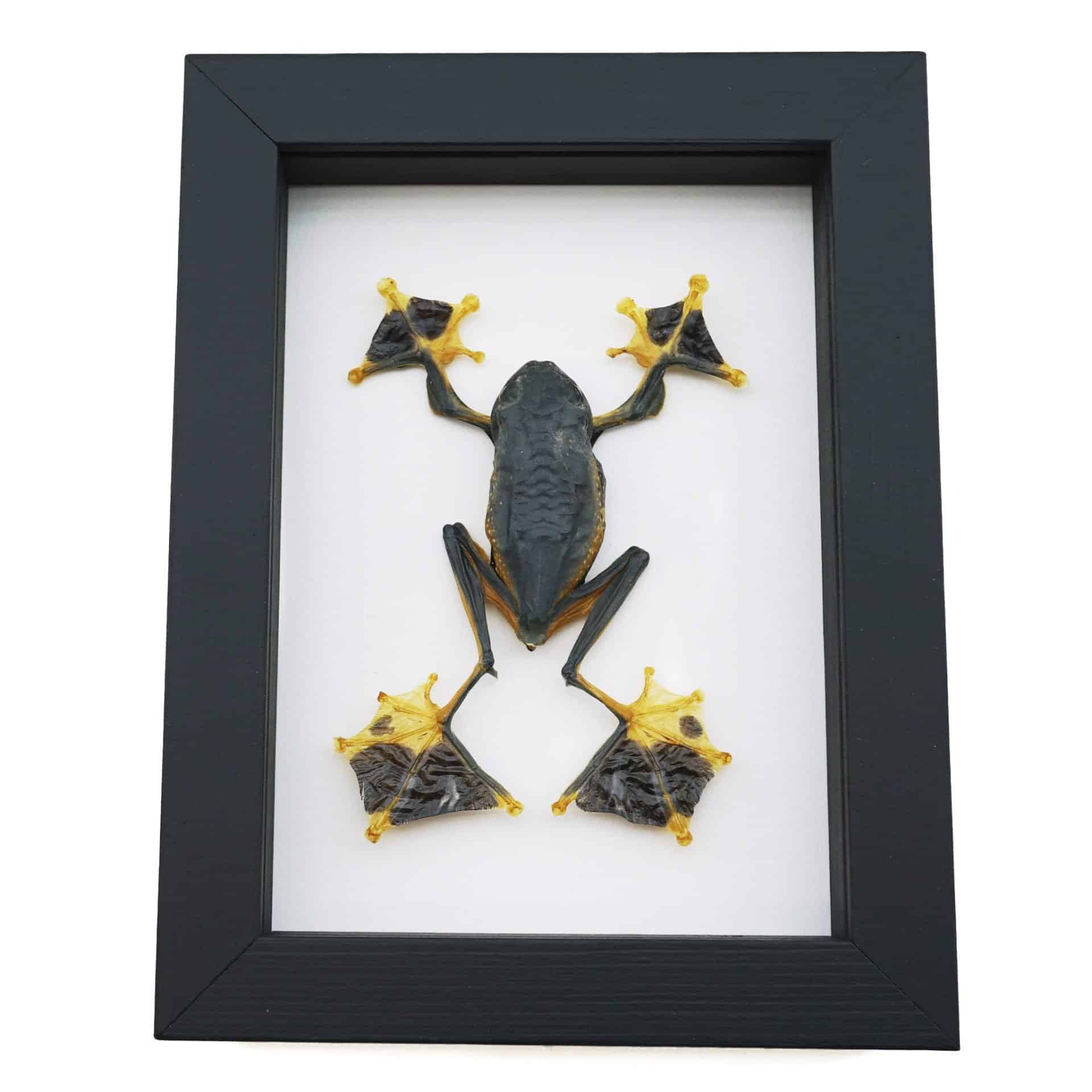 Flying Parachute Tree Frog Rhacophorus reinwardtii Male