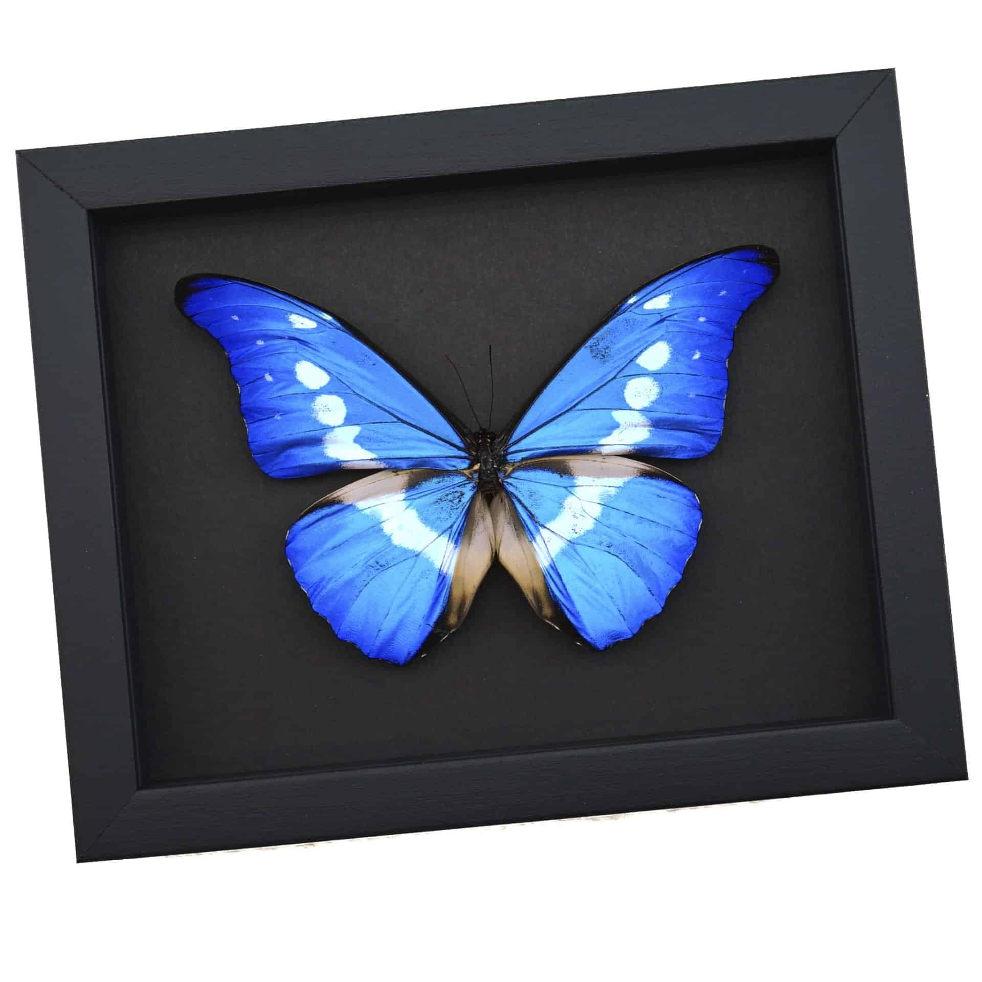 Framed Morpho Butterfly - Morpho rhetenor helena - blue morpho