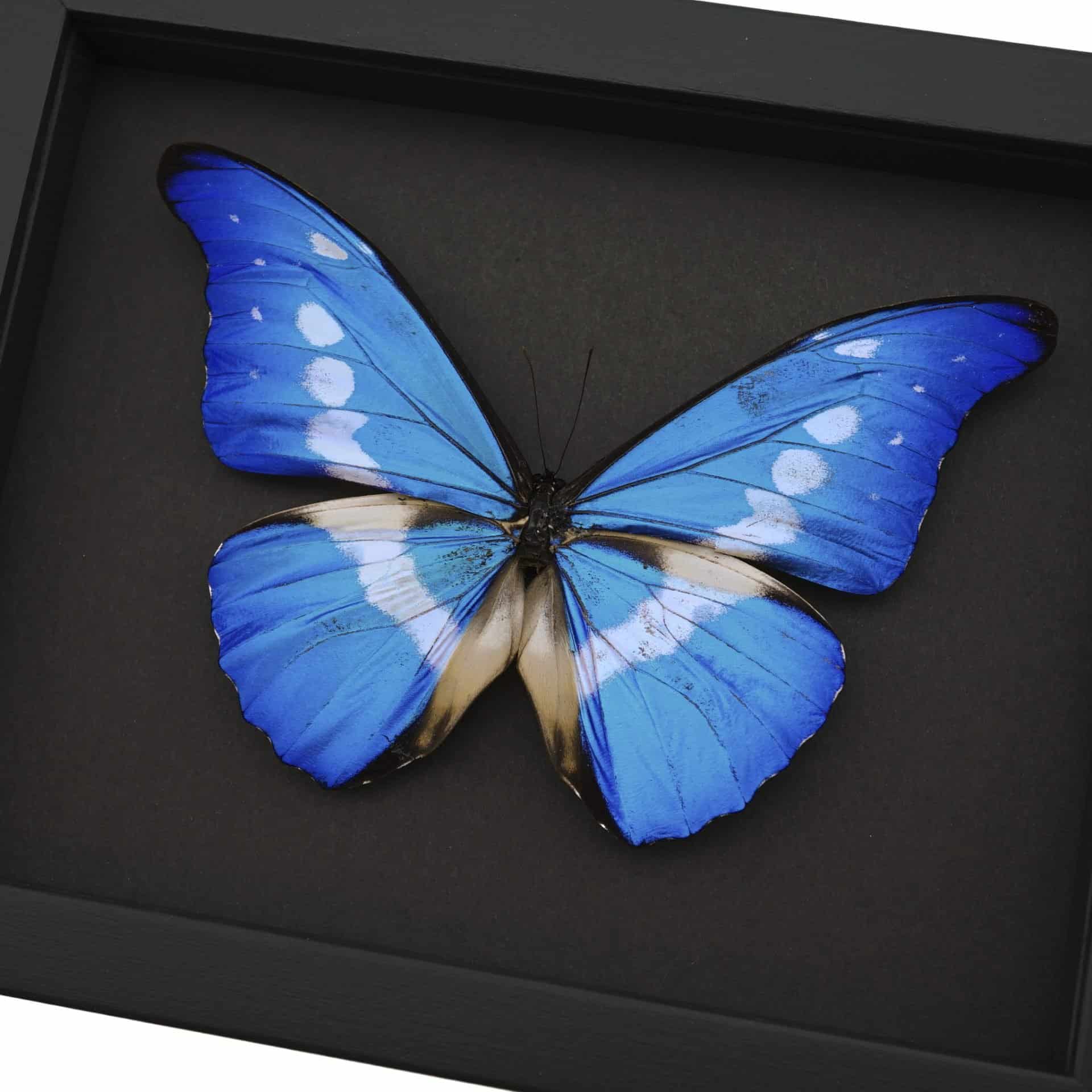 Framed Morpho Butterfly - Morpho rhetenor helena - blue morpho