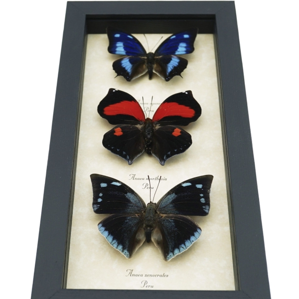 Anaea Butterfly Collection Blue Red Butterflies - Framed Taxidermy