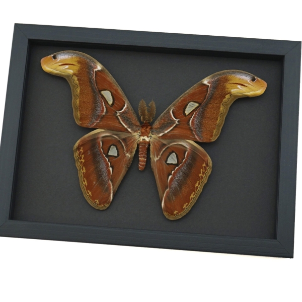 Atlas Moths - Attacus atlas moth - Framed by Butterfly Designs USA