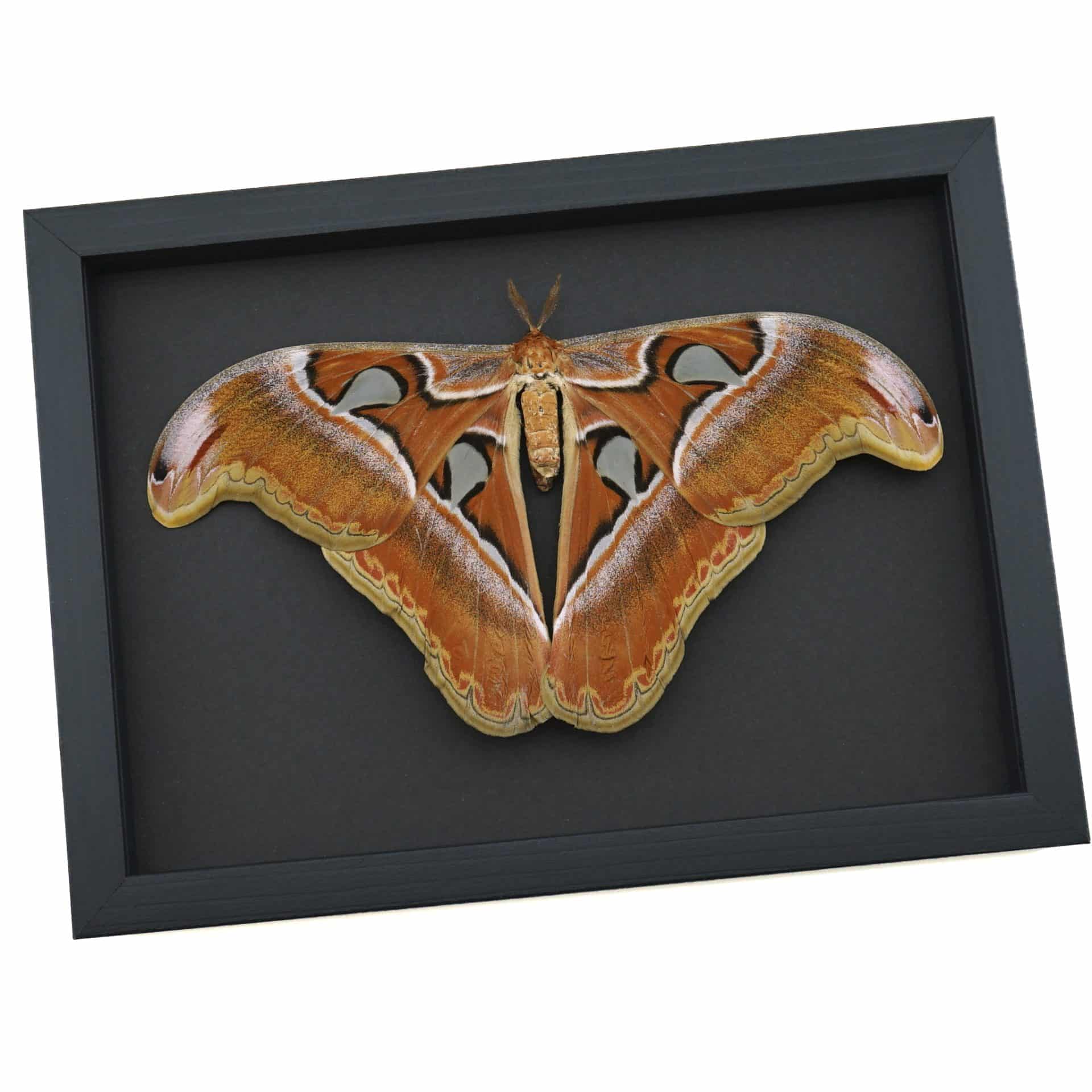 Real Framed Atlas Moth - Attacus lorquinii Female Resting