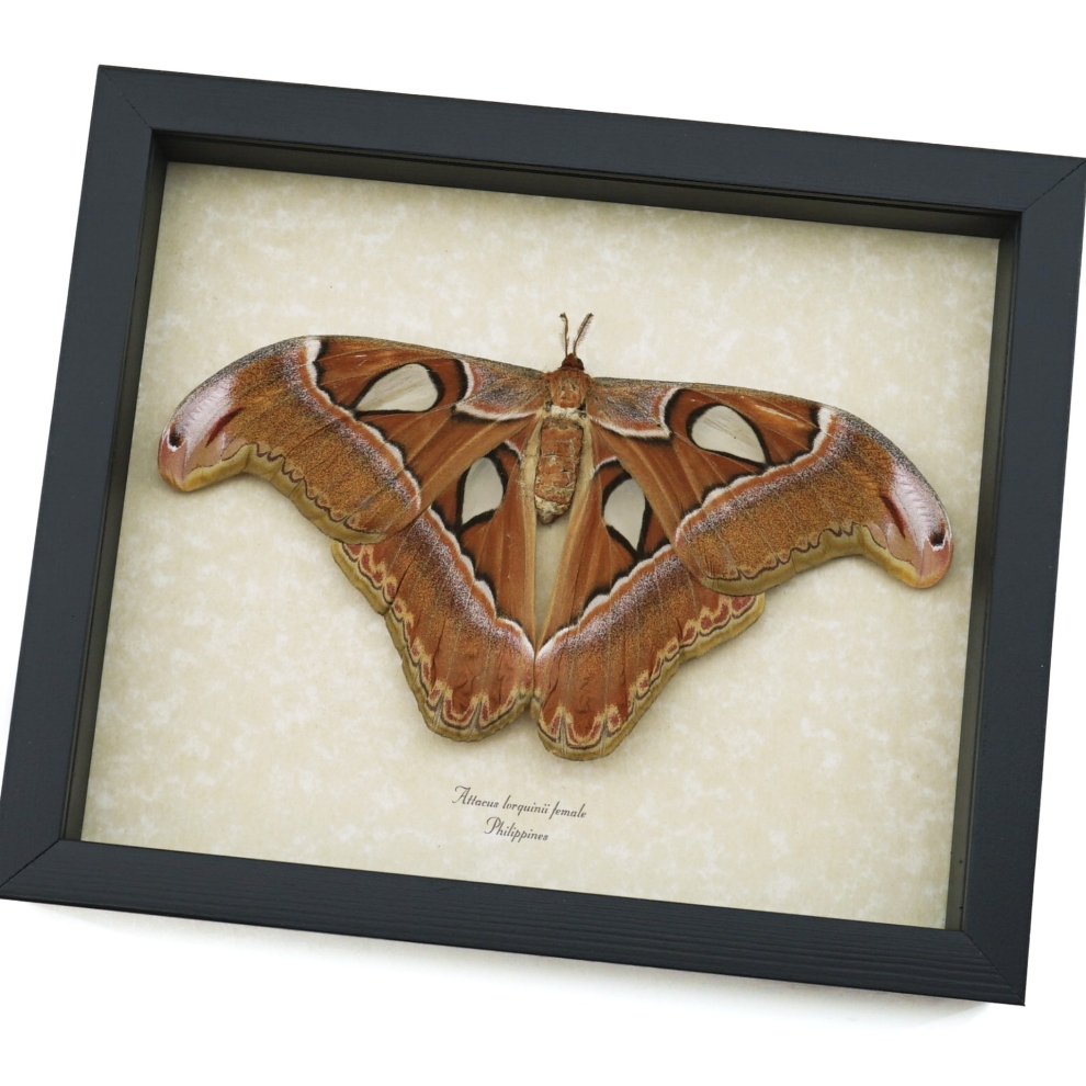 Attacus lorquinii Female Resting Moth - 7" wingspan Snake Head