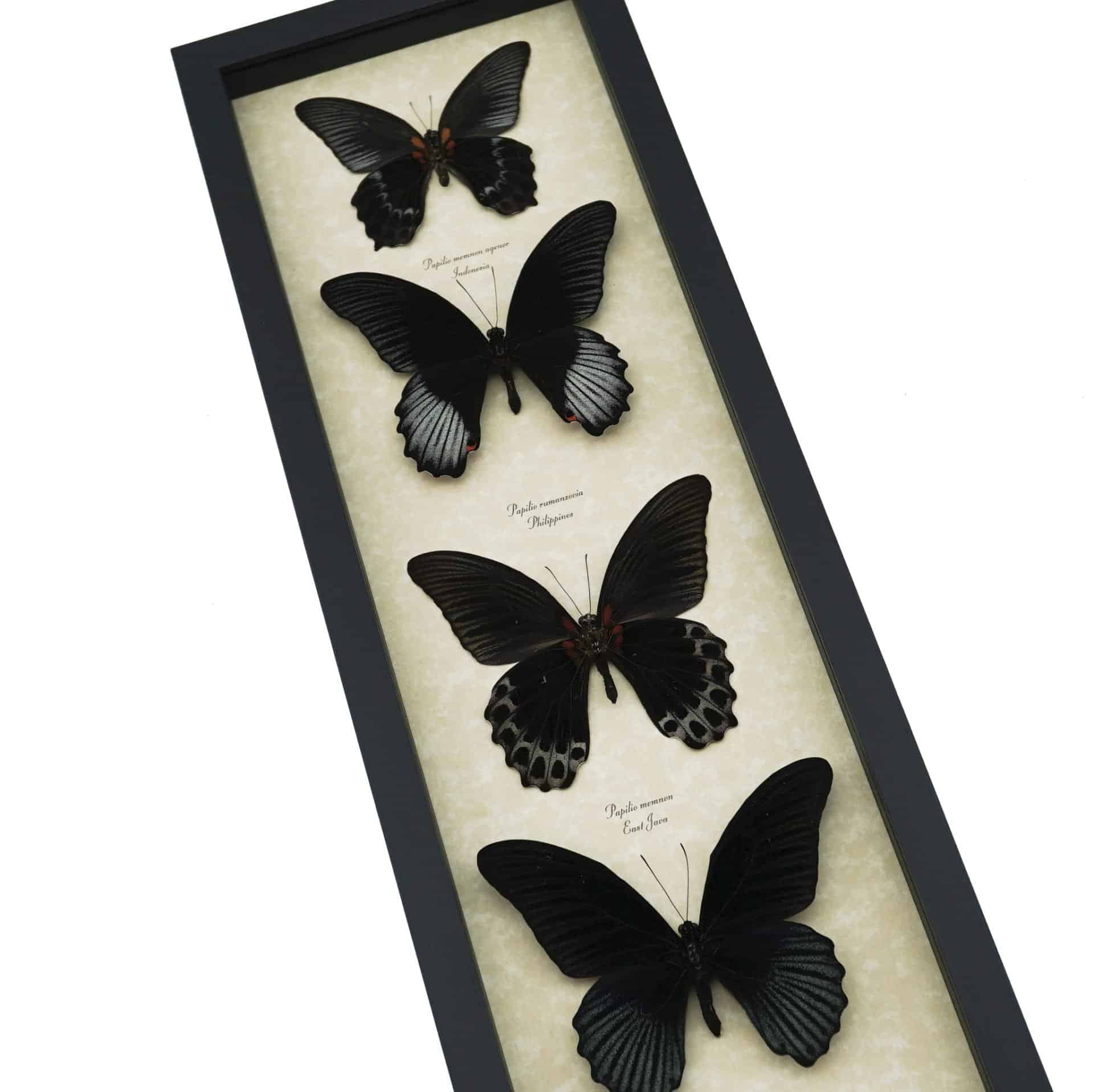 Black Papilio Gothic Butterfly Collection - Real Framed Butterflies