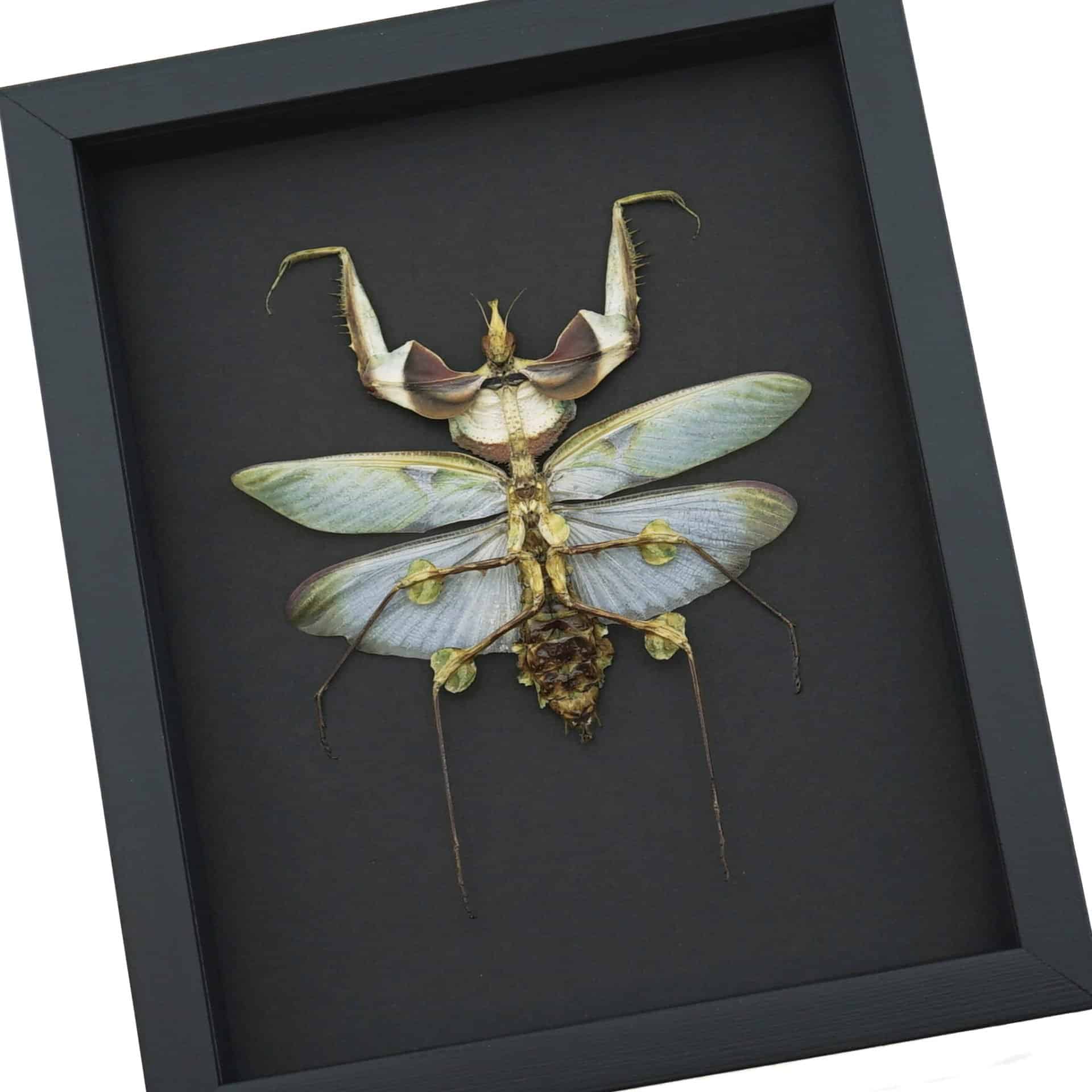 Idolomantis diabolica Female Devil Mantis - Giant Framed Praying
