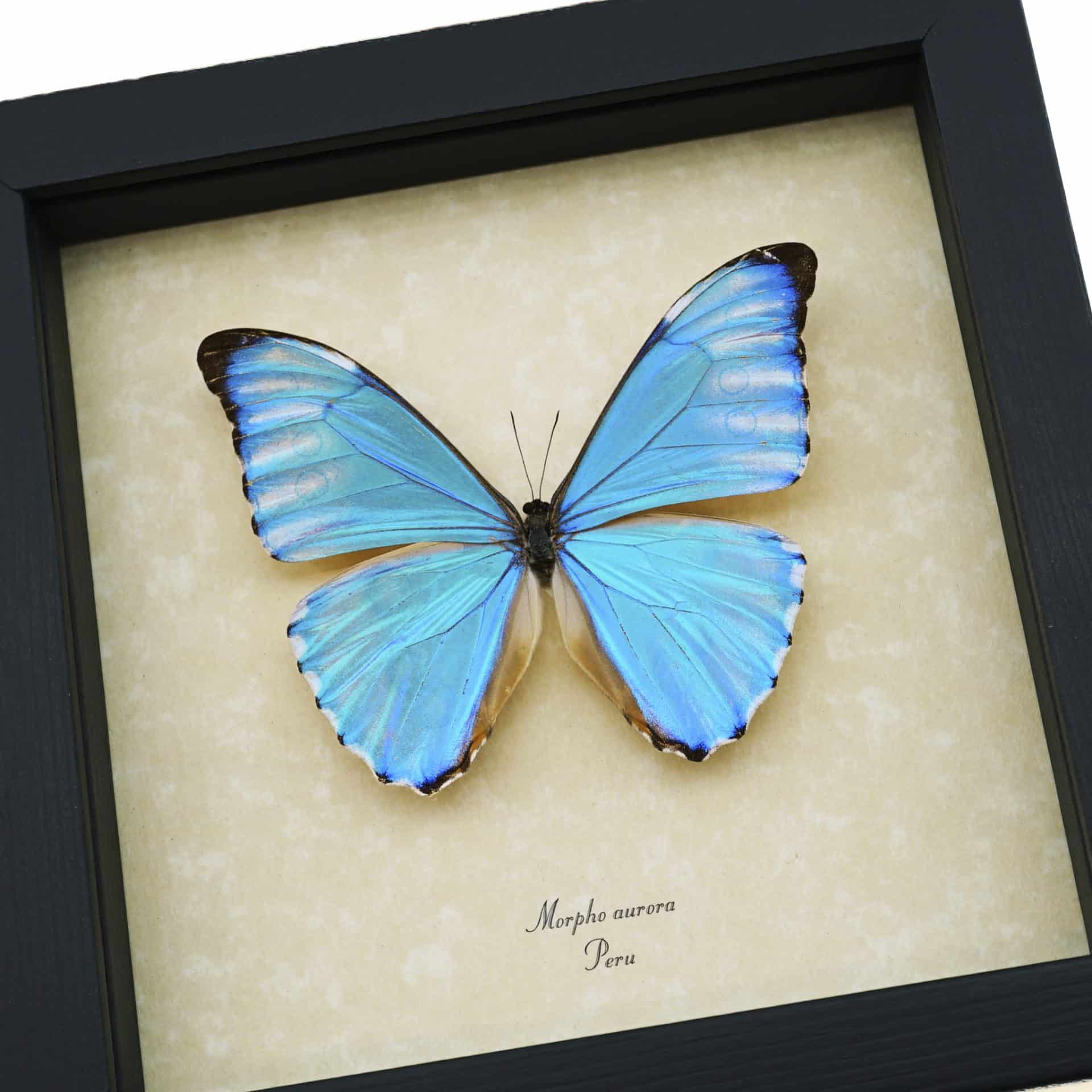 Morpho aurora Iridescent Blue Morpho Butterfly - Framed Taxidermy