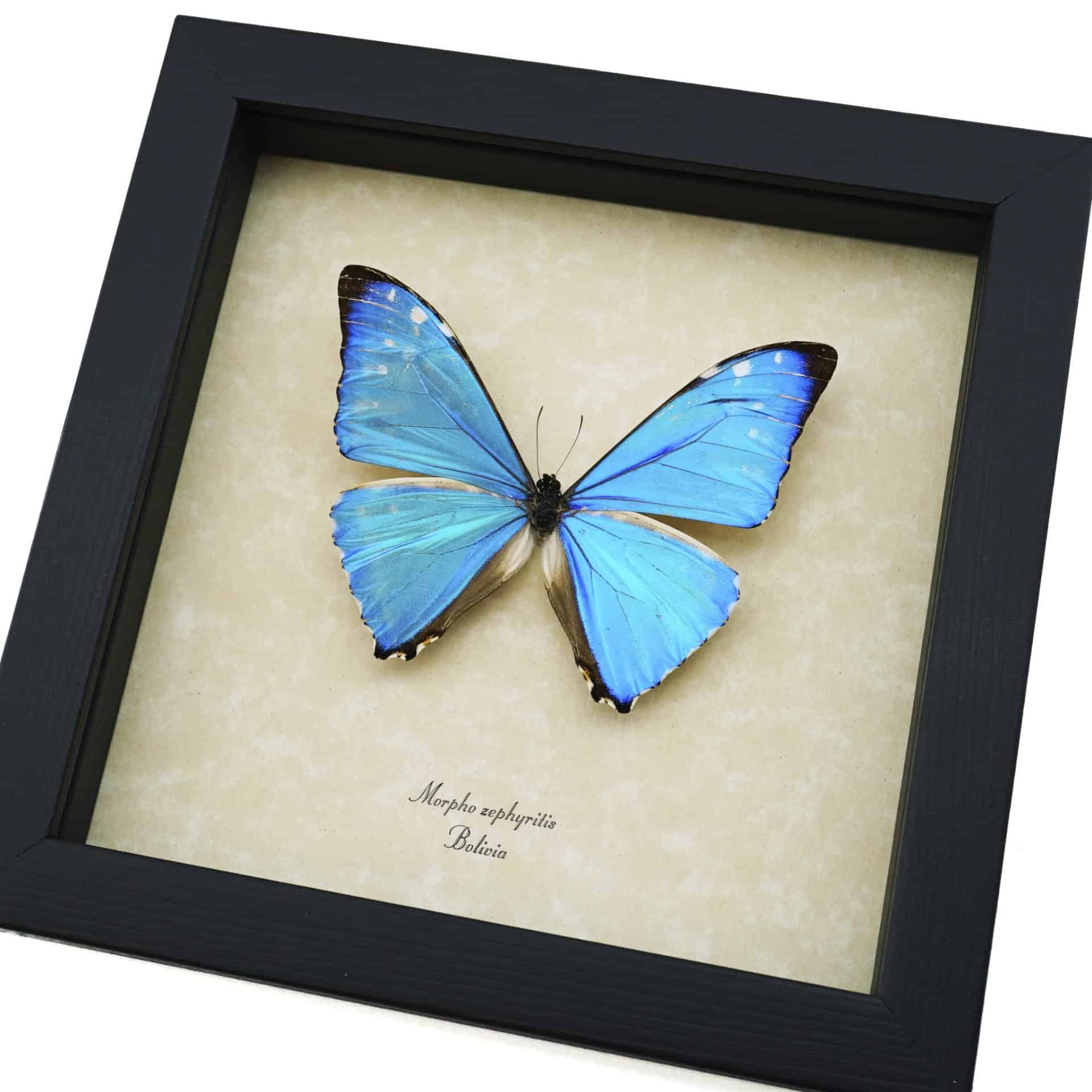 Morpho zephyritis Rare Blue Morpho - Framed Butterfly Taxidermy