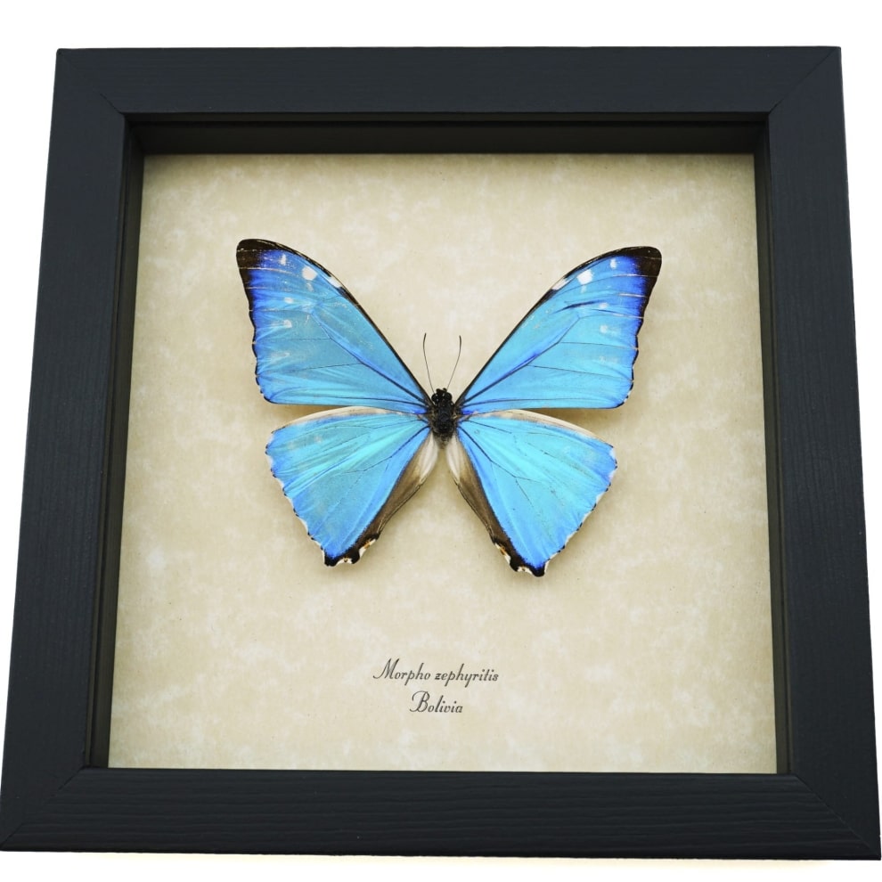 Morpho zephyritis Rare Blue Morpho - Framed Butterfly Taxidermy