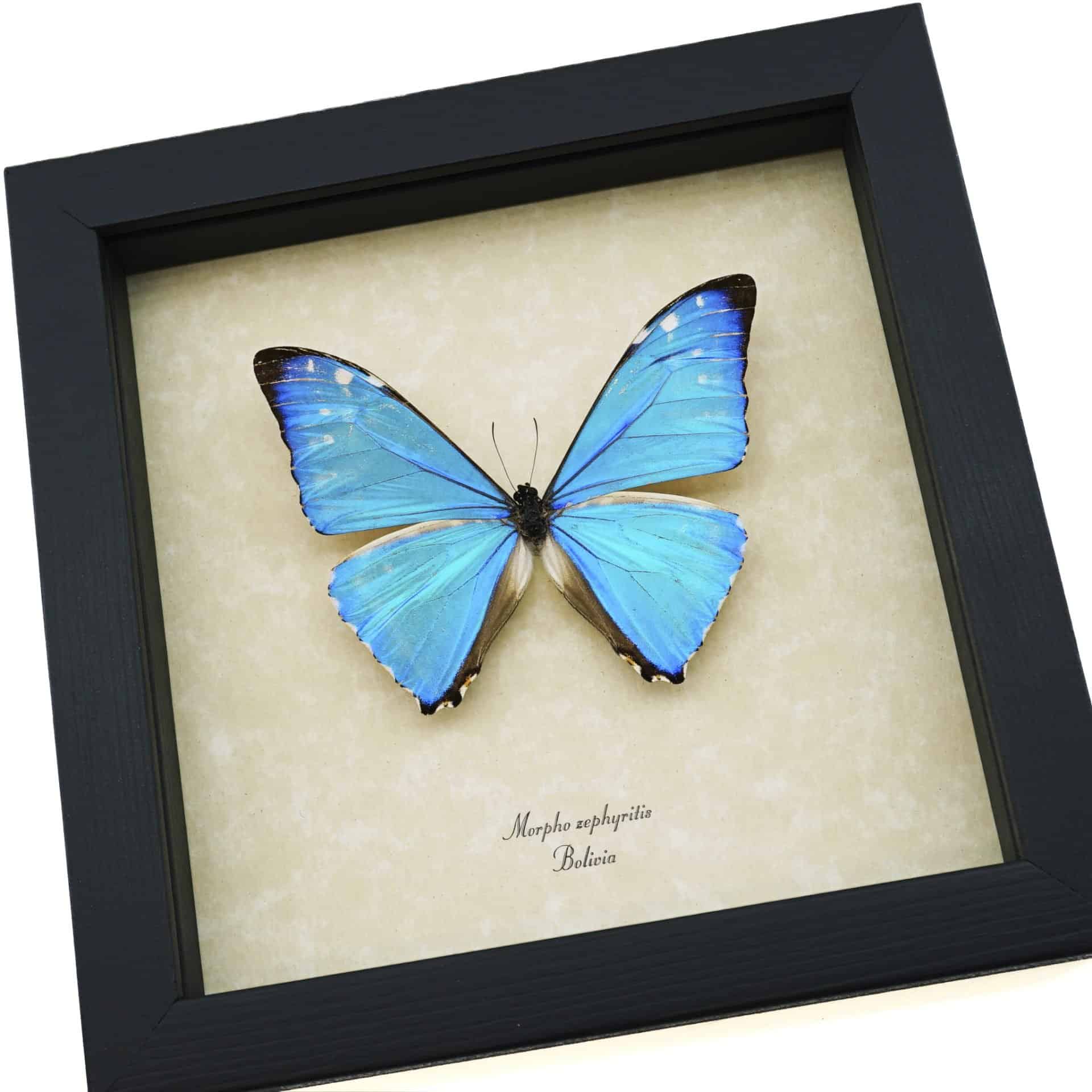 Morpho zephyritis Rare Blue Morpho - Framed Butterfly Taxidermy
