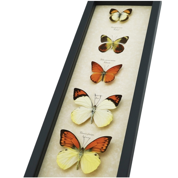 Real Framed Butterfly Displays - Taxidermy Art Butterflies