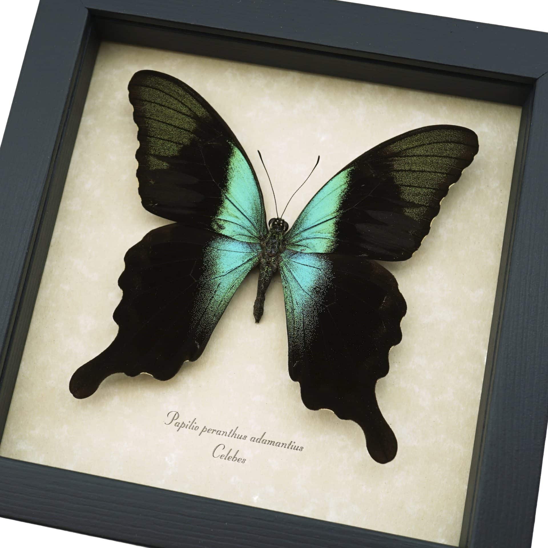 Papilio peranthus adamantius Butterfly - Framed Green Swallowtail