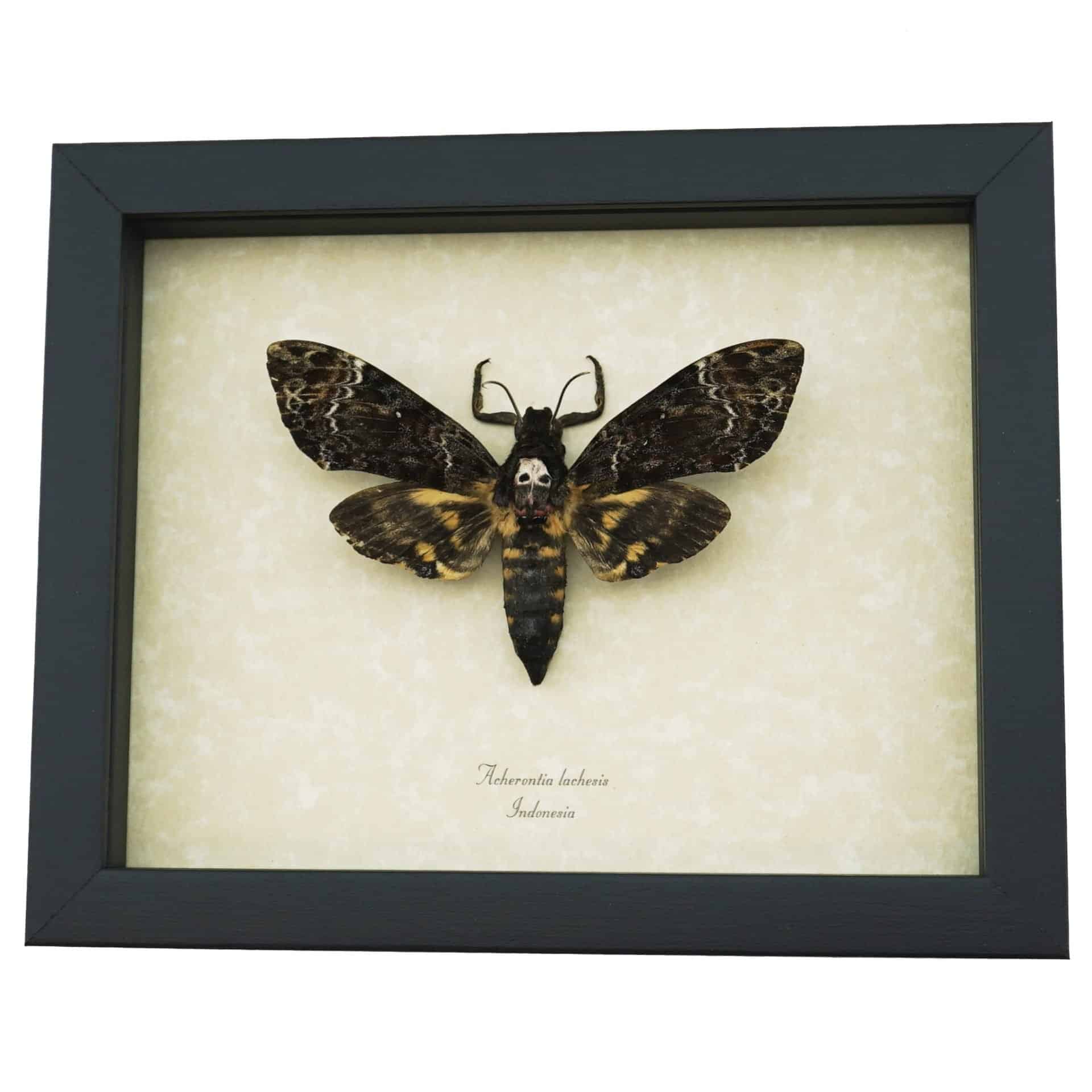 Death's Head Moths - Real Framed Moth Displays