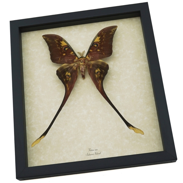 Actias isis Sulawesi Moon Moth - Framed Taxidermy Display