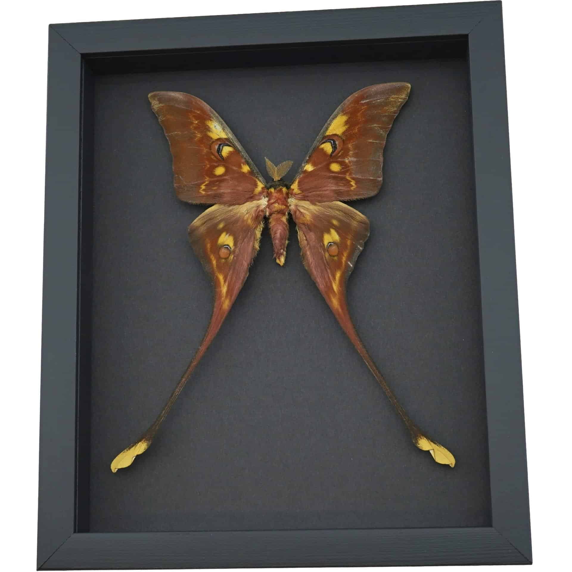 Actias isis sulawesi Moon Moth - Framed Taxidermy Moonlight