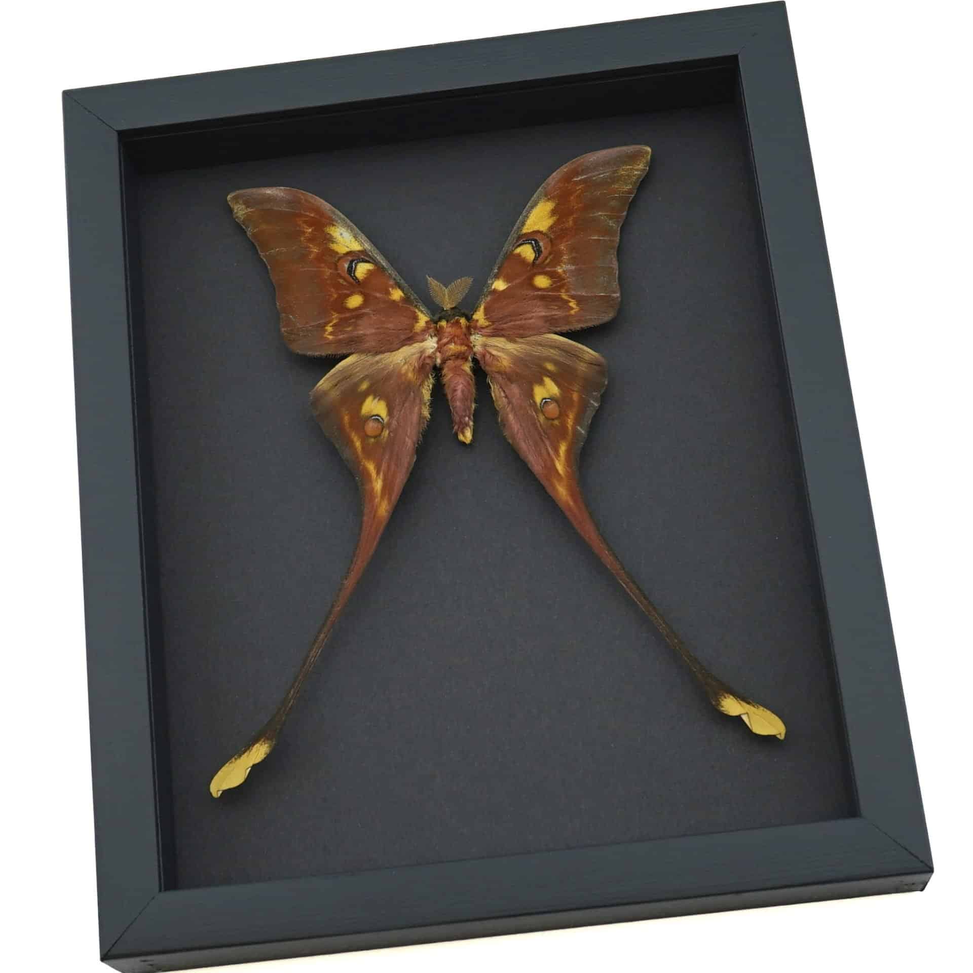 Actias isis sulawesi Moon Moth Framed Taxidermy - Moonlight
