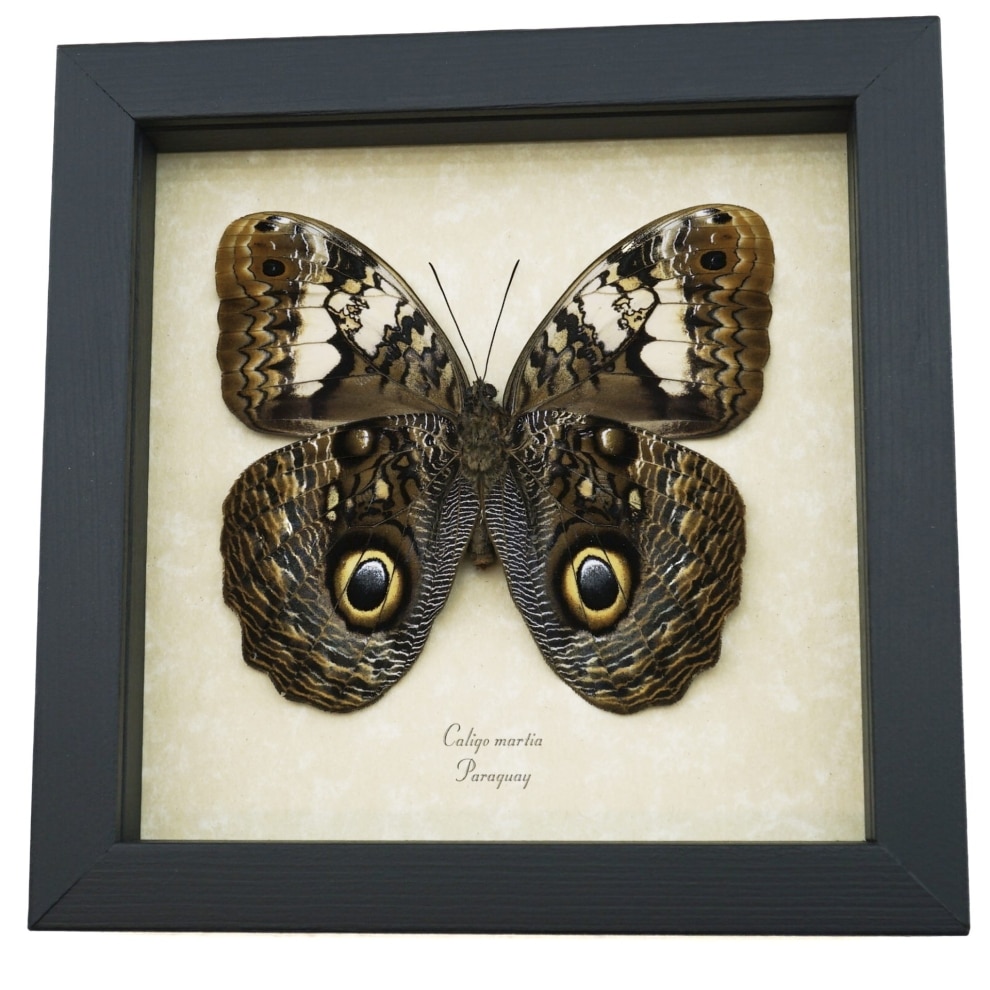 Caligo martia verso Rare Owl Mimic - Butterfly Feather Markings